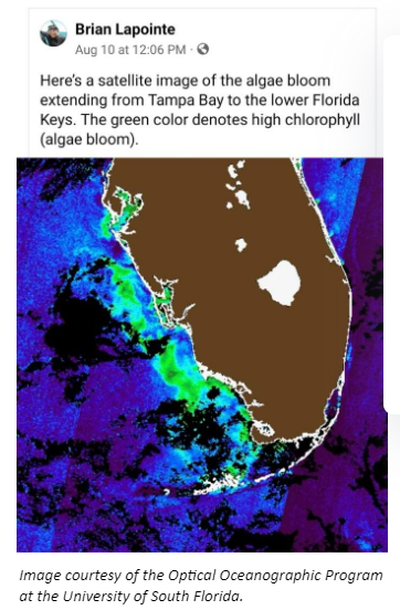 Adverse Water Quality Event in the Lower keys — Keys Last Stand