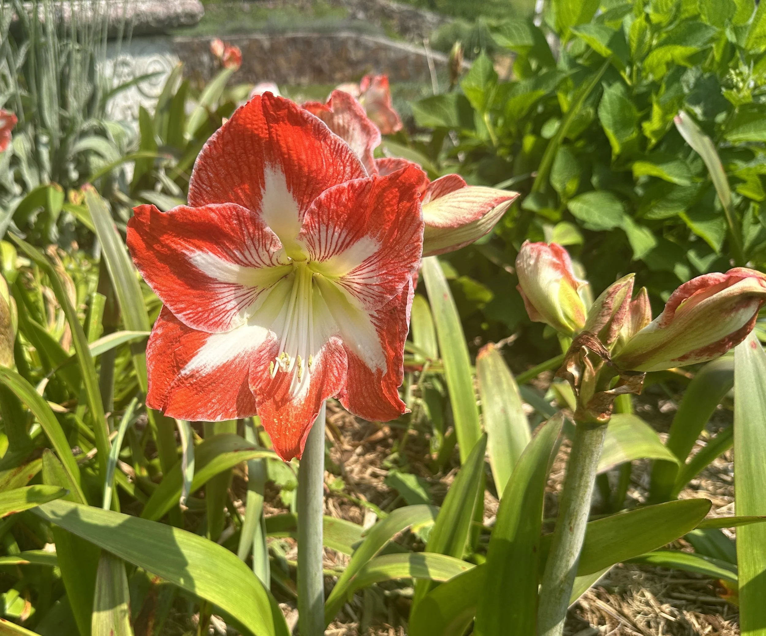 BLUE & GOLD STAR MARKERS — Lookout Mountain Beautiful Garden Club