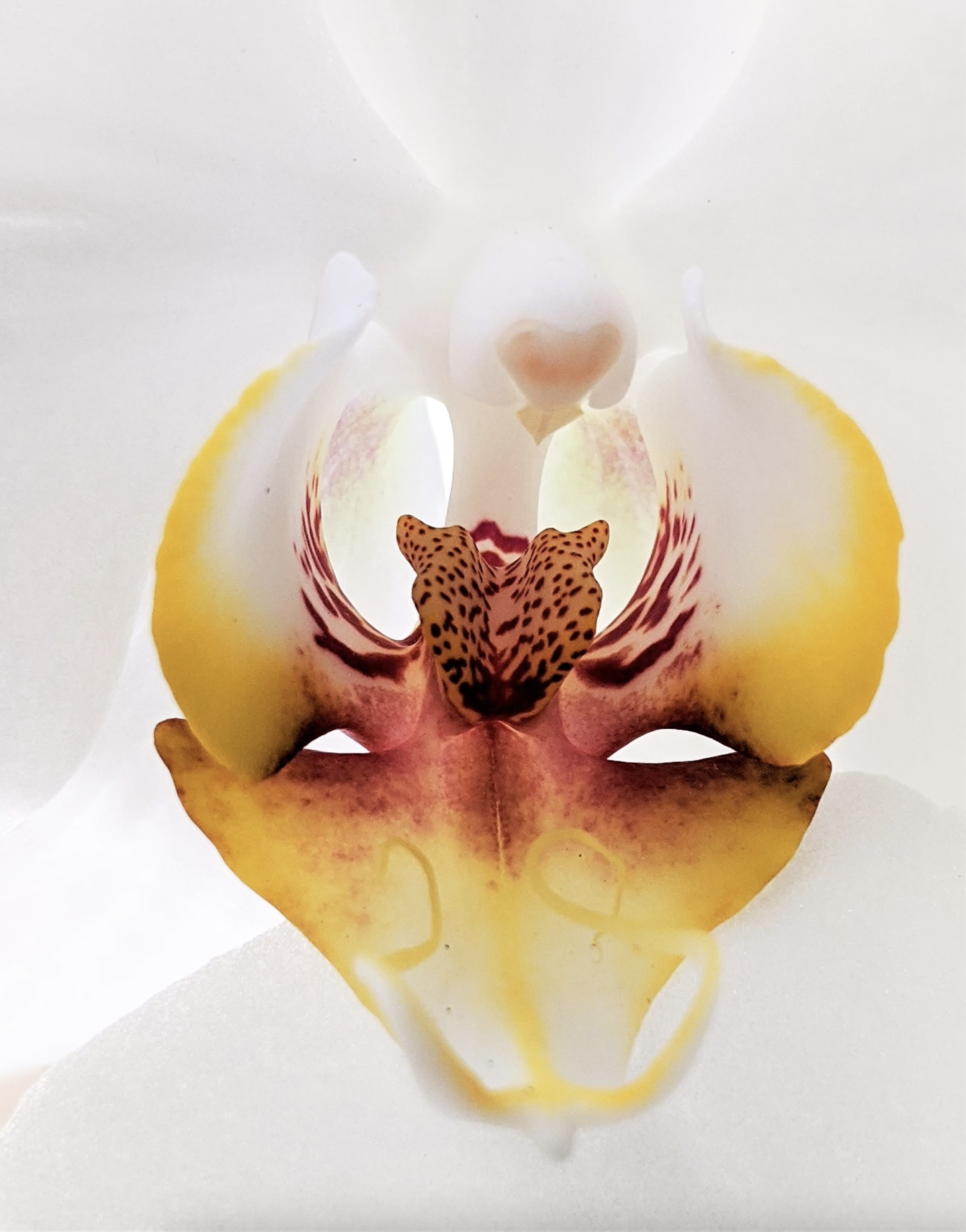 Orchid Man