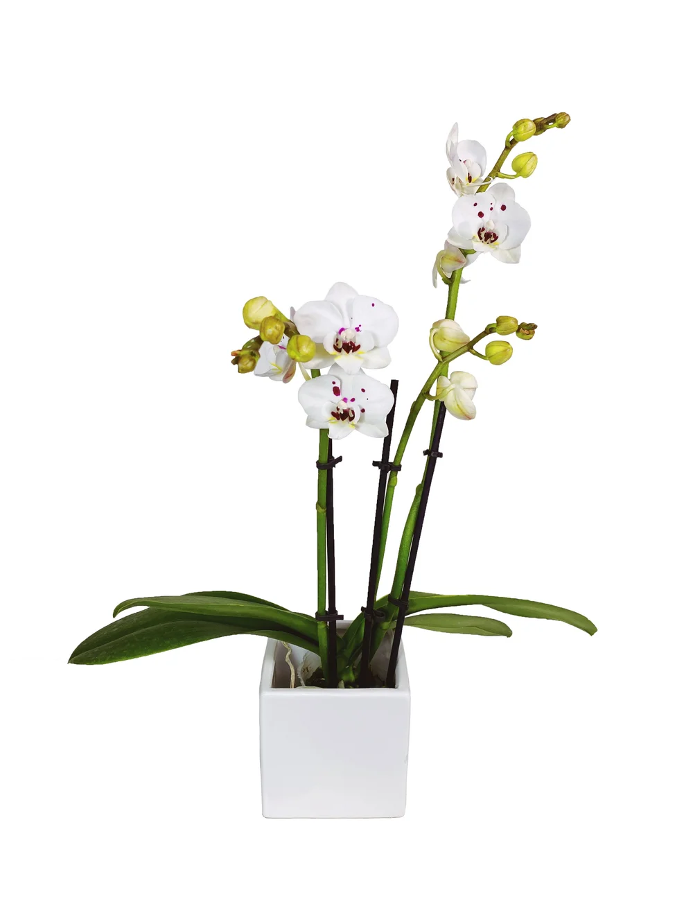 Current Inventory — Orchid Man