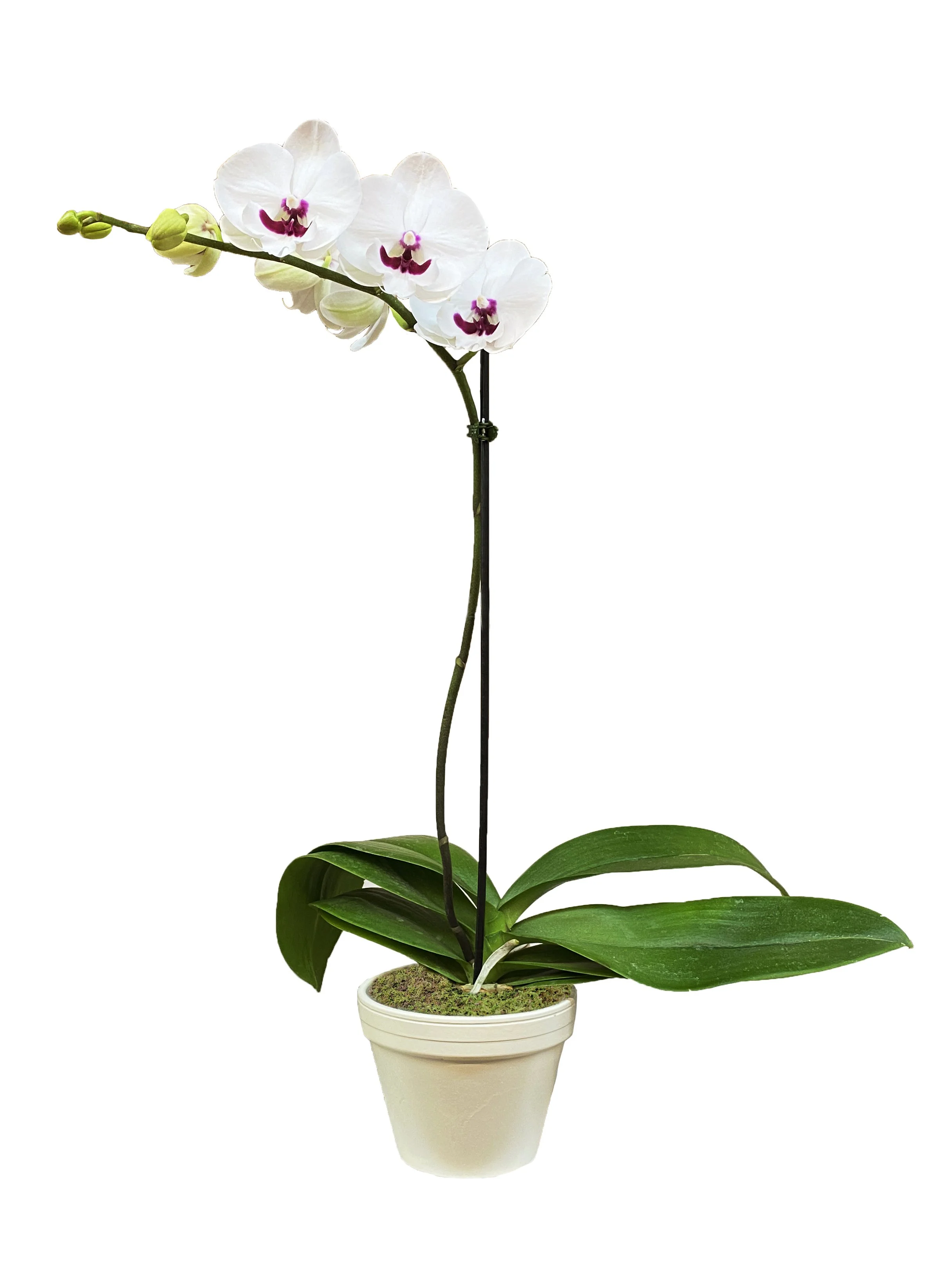 Current Inventory — Orchid Man