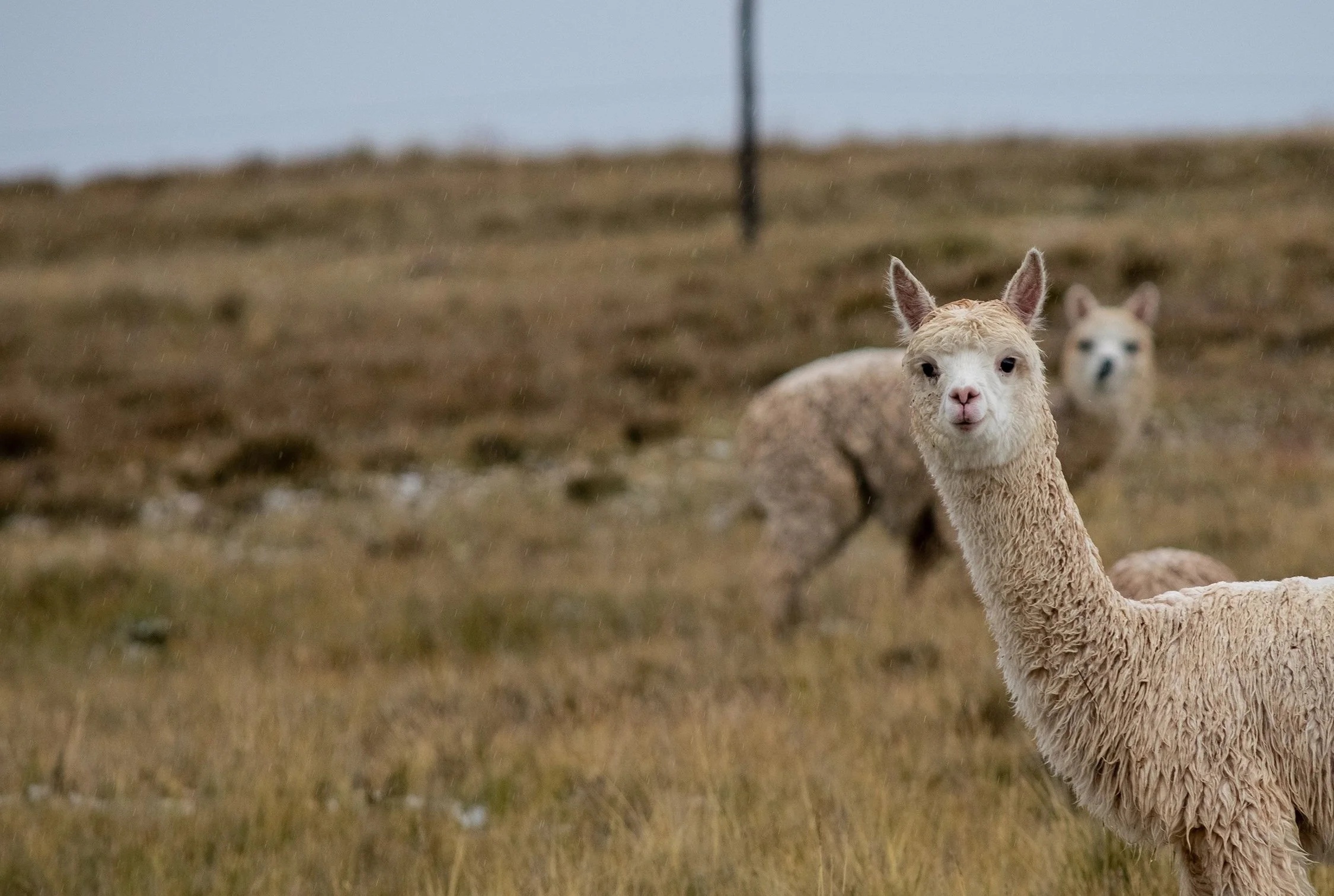 National Alpaca Foundation