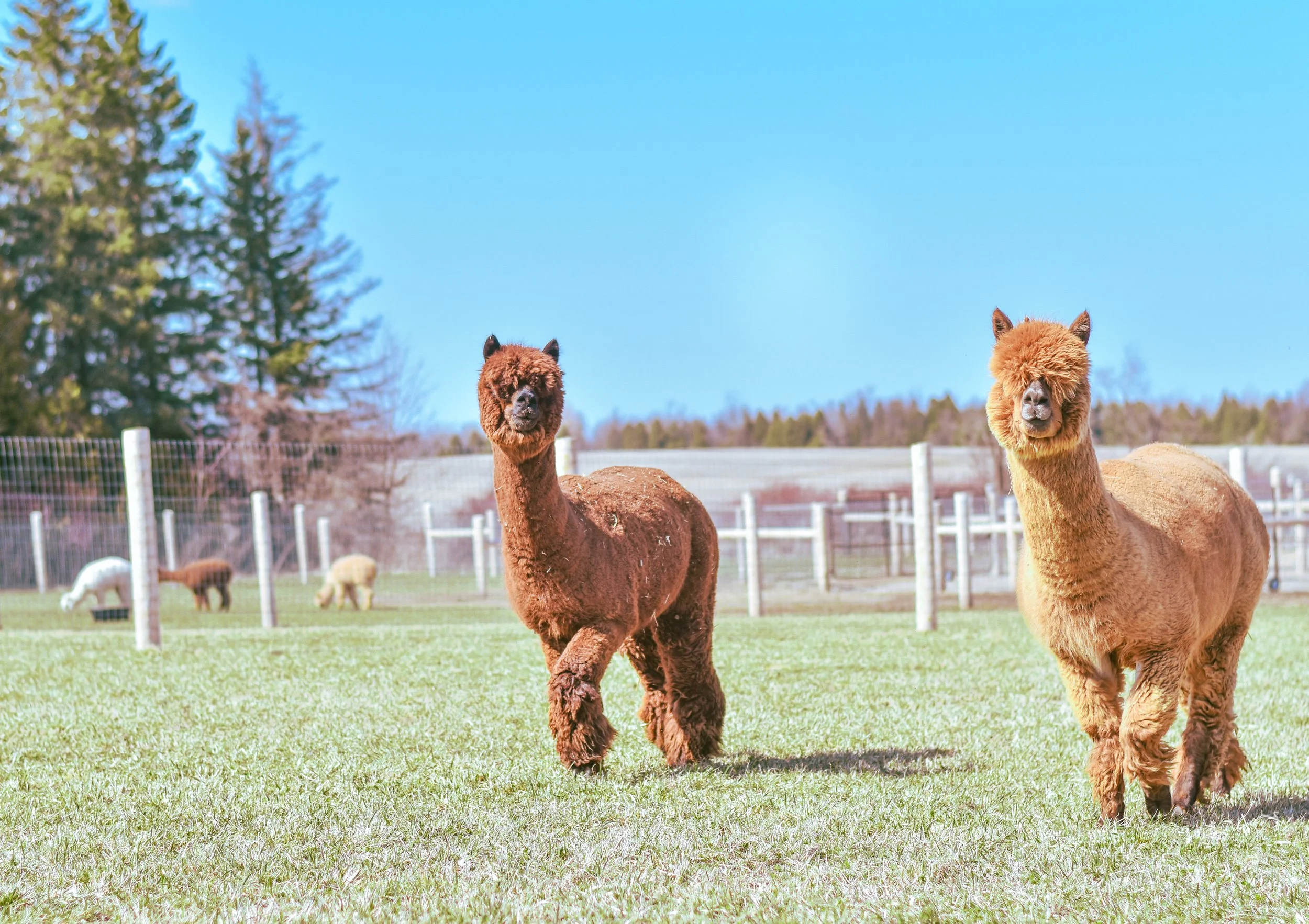 National Alpaca Foundation