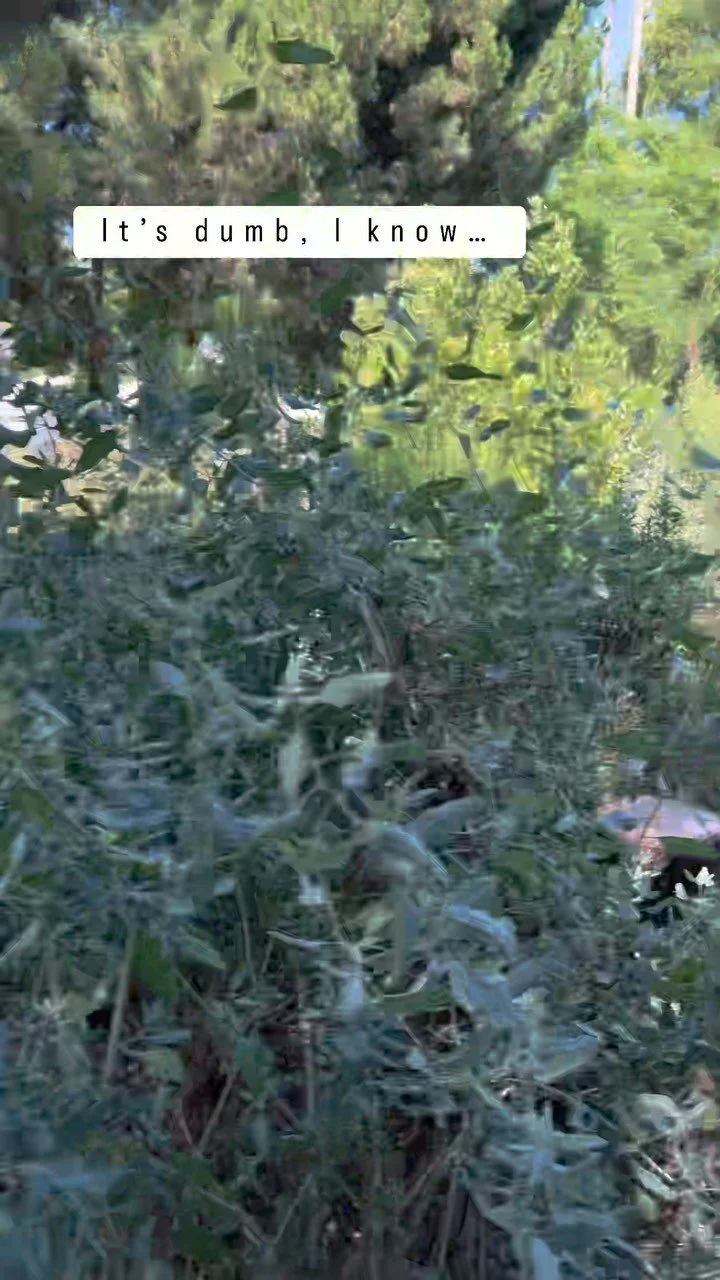 Wild Yards Project