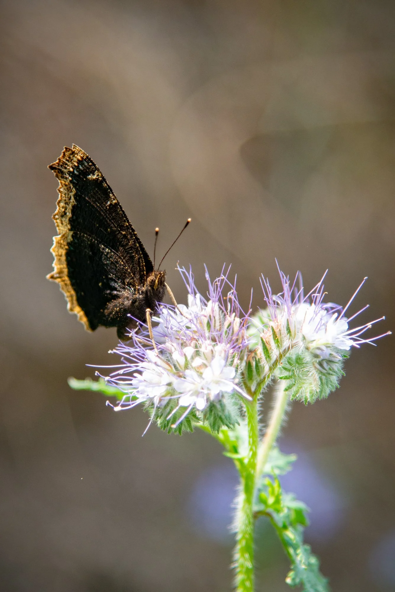 Wild Yards Project