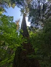 Resilient Minds Psychiatric Care of Middle Georgia