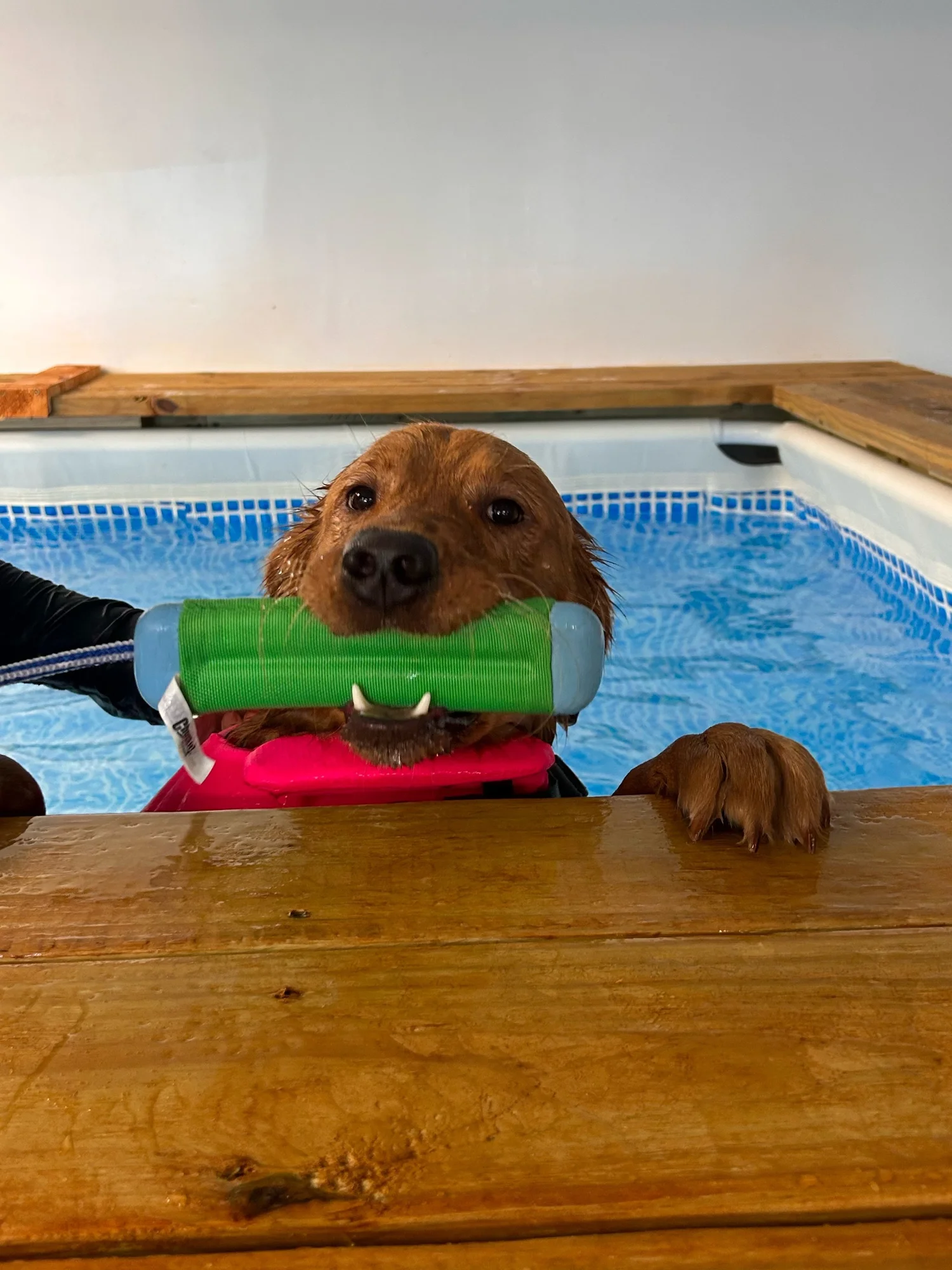 Aqua Therapy — K9 Bay