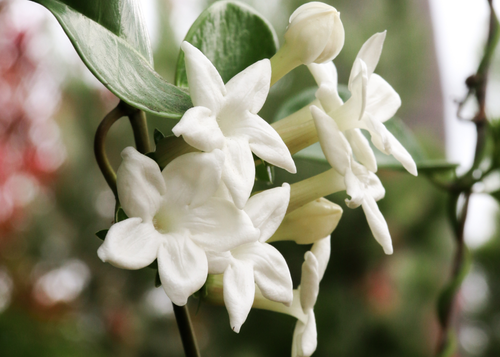 Madagascar Jasmine Care Guide — Plant Depot