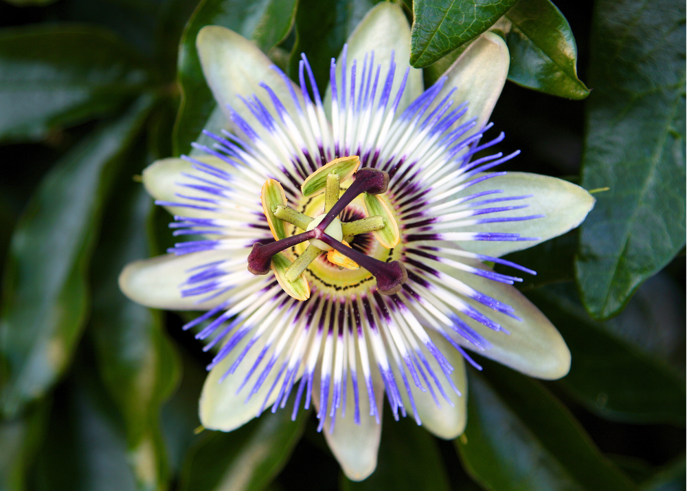 Passion Flower Care Guide — Plant Depot