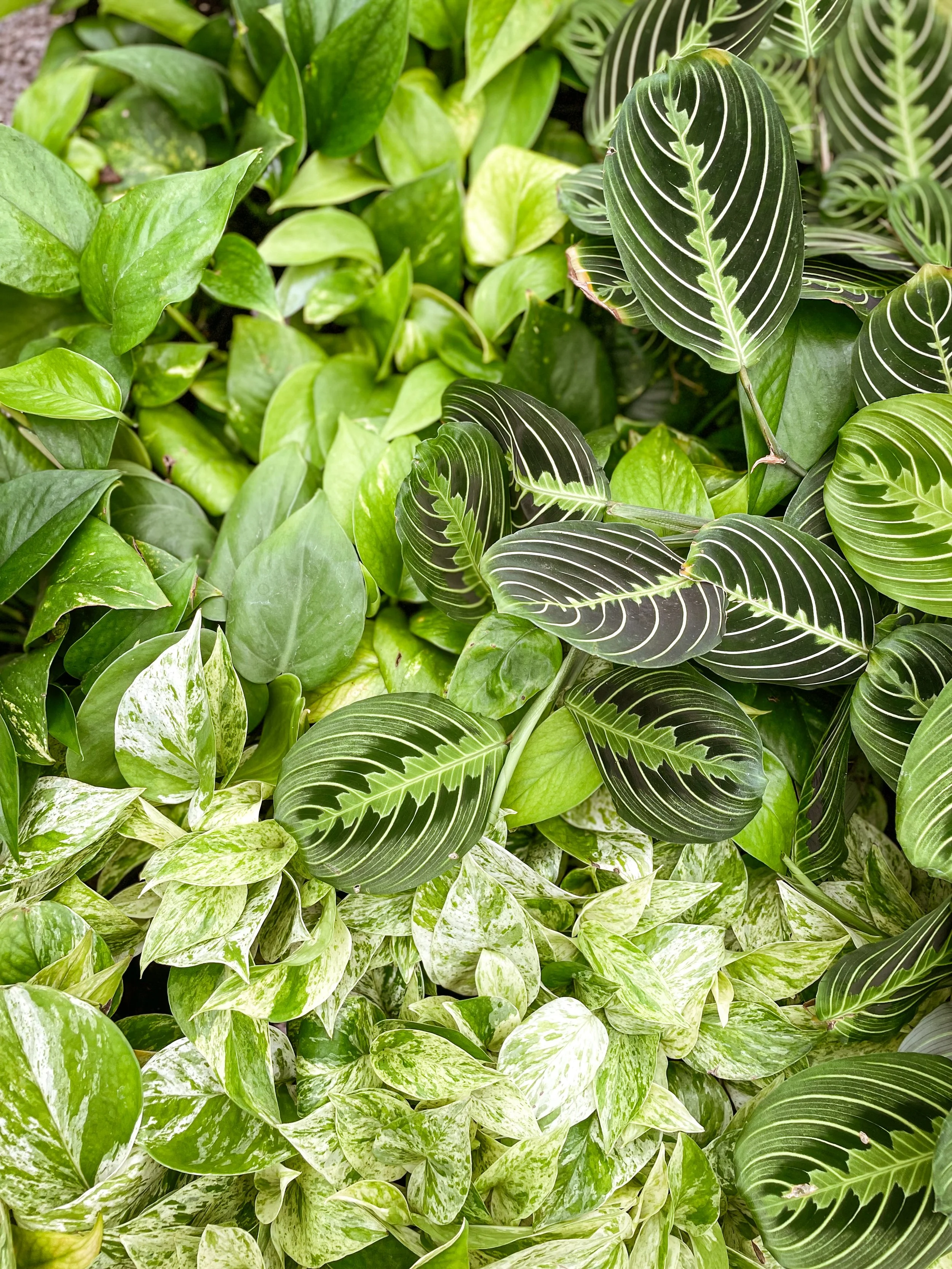 The Nursery — Plant Depot