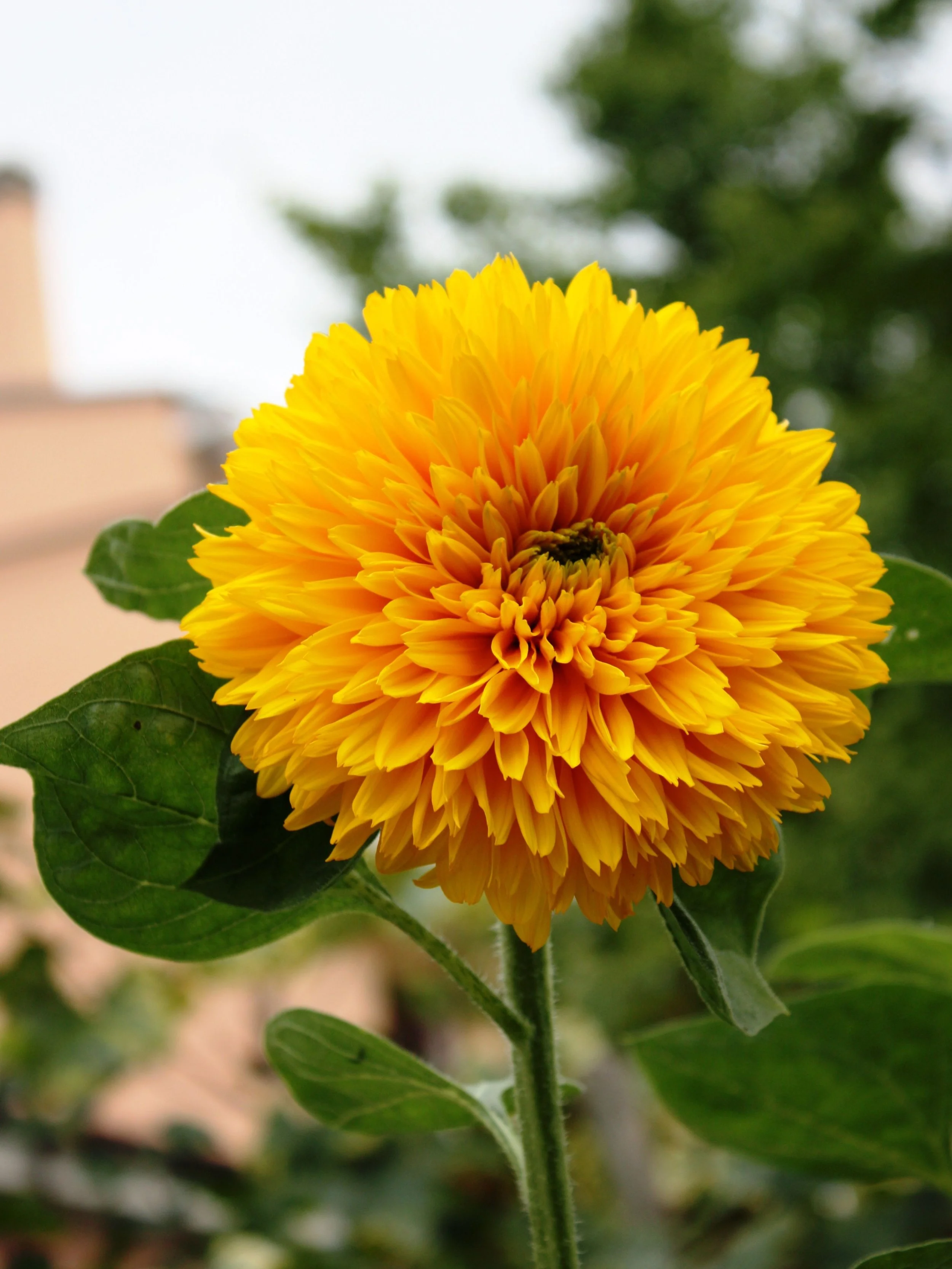 Easy, Family-Friendly Garden Projects Every Kid Will Love — Plant Depot