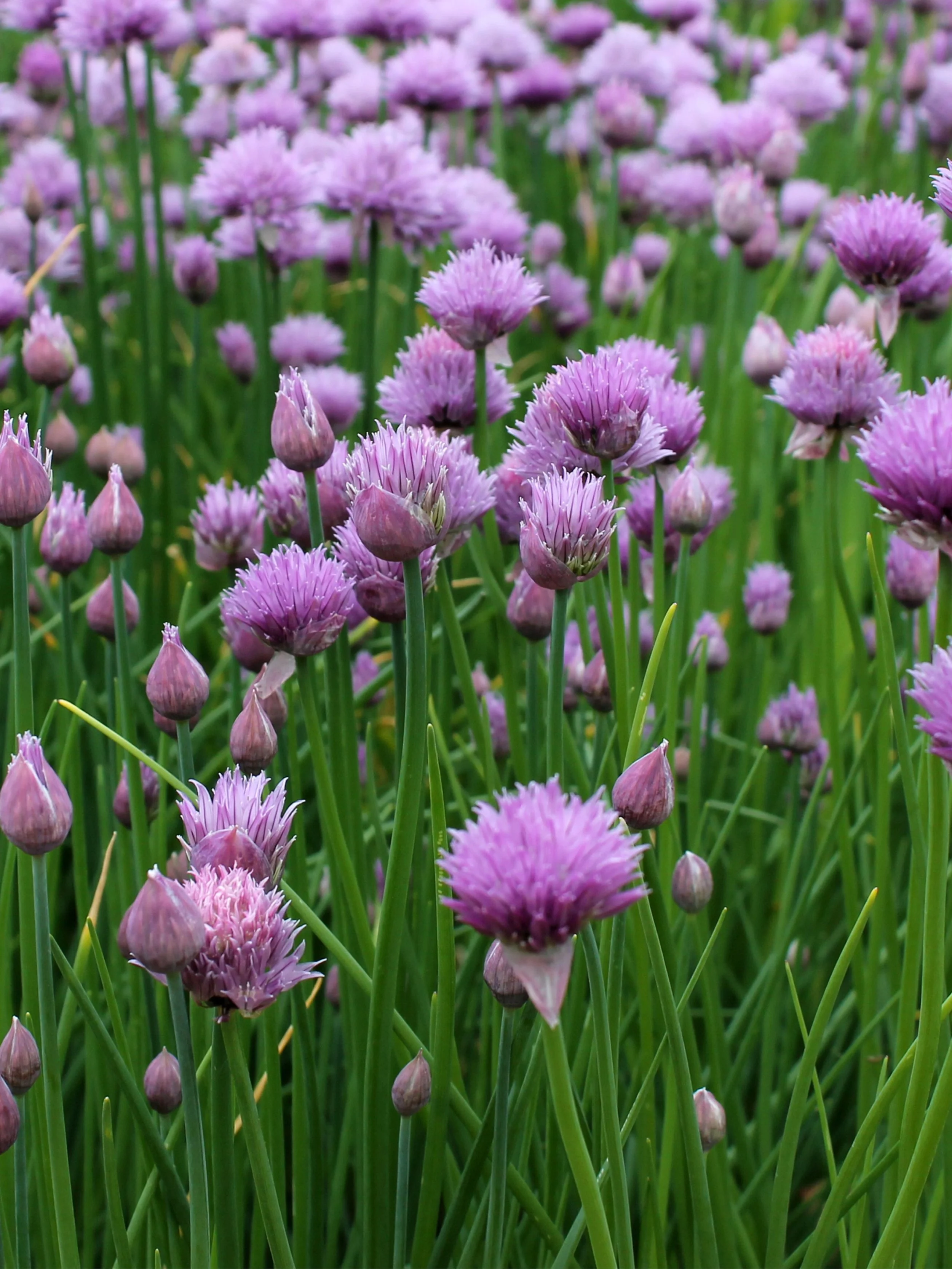 Weekend Project: Start an Herb Garden — Plant Depot