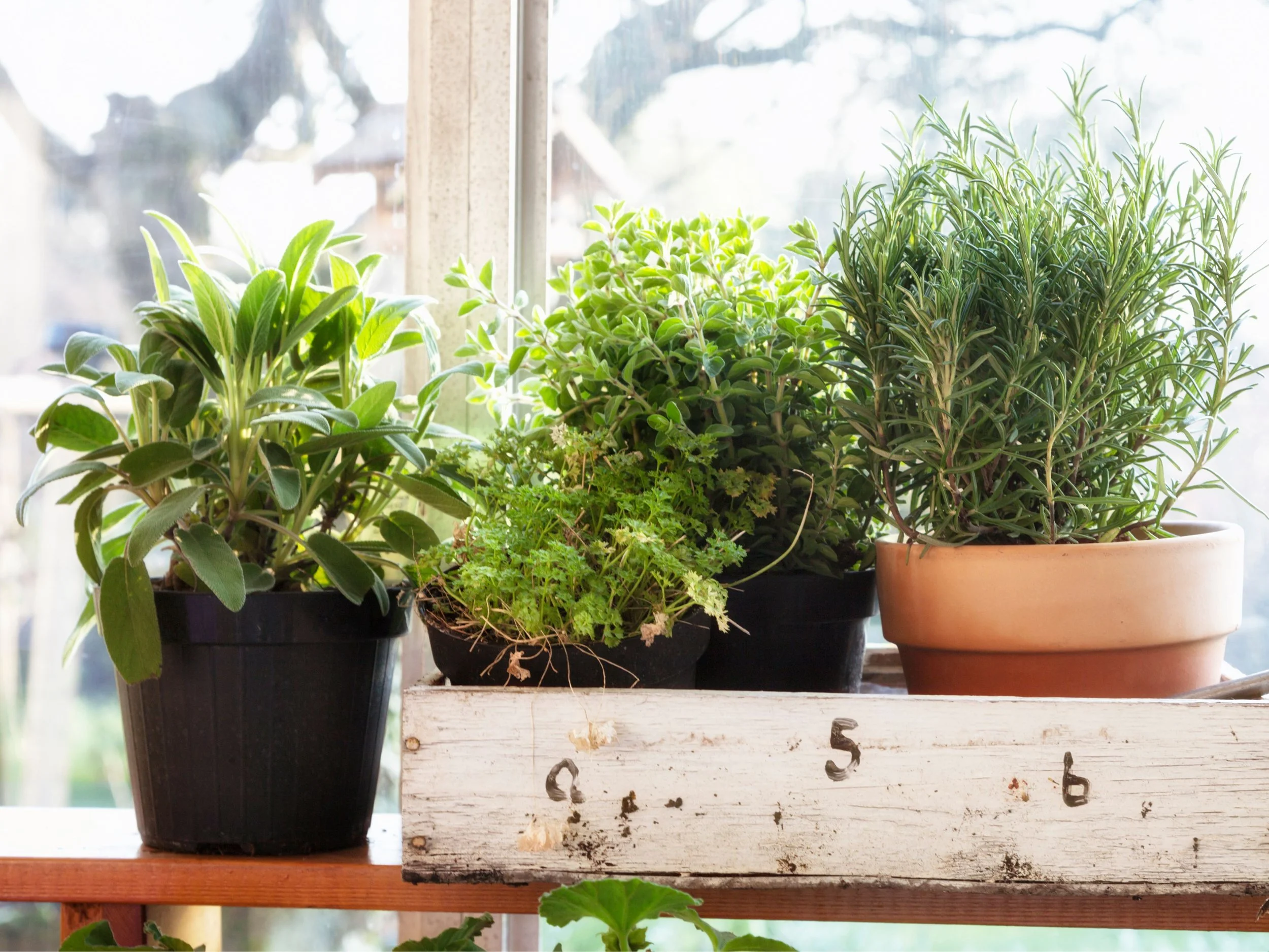 Blog — Plant Depot