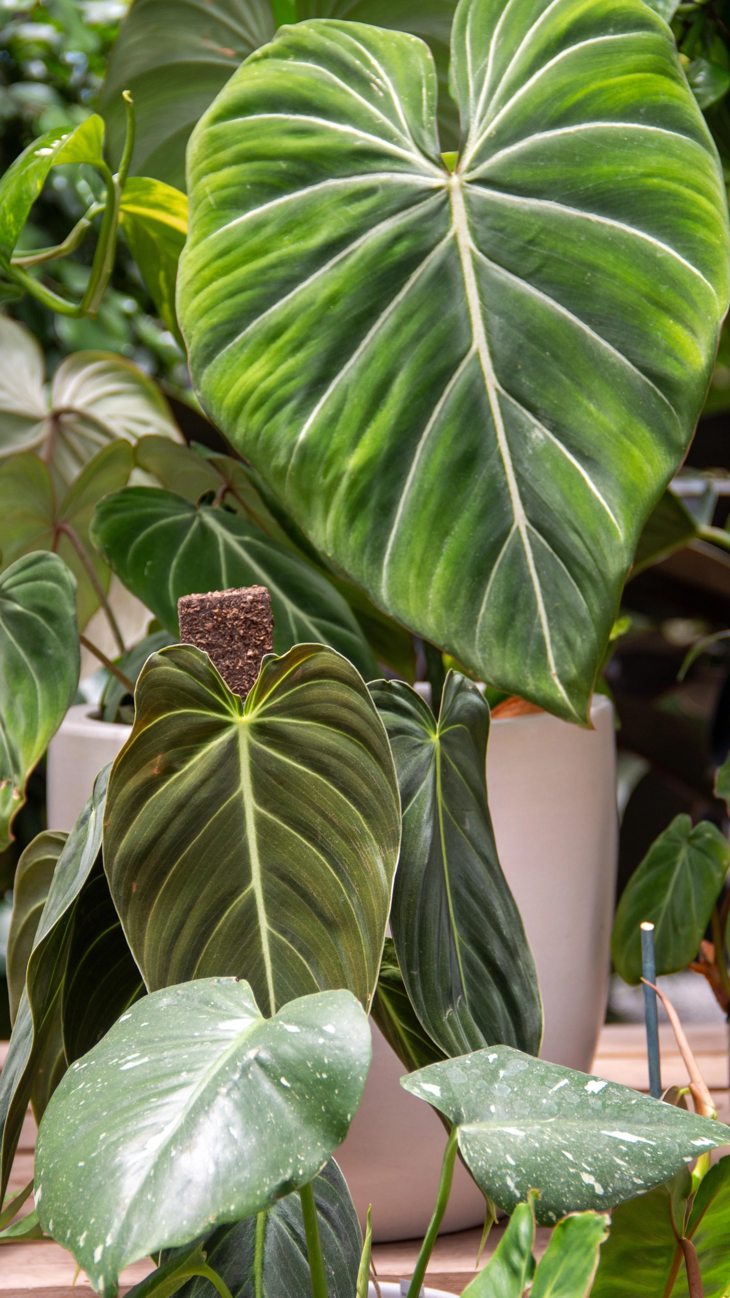 Plant Depot