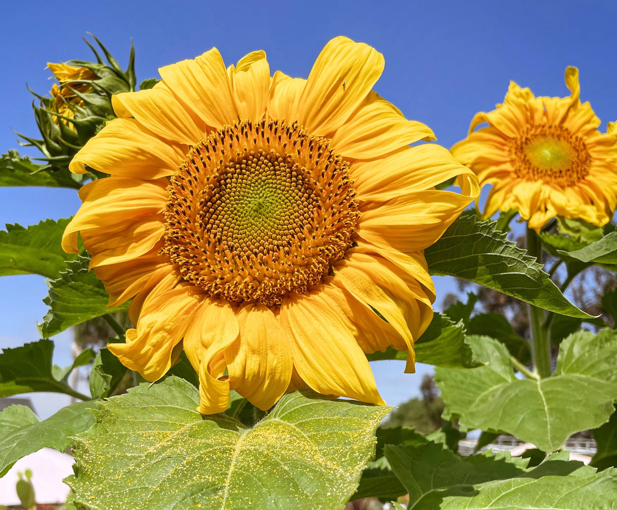 The Nursery — Plant Depot