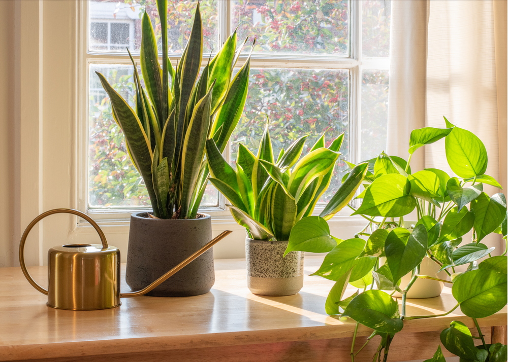 Houseplant Fertilizer Guide — Plant Depot