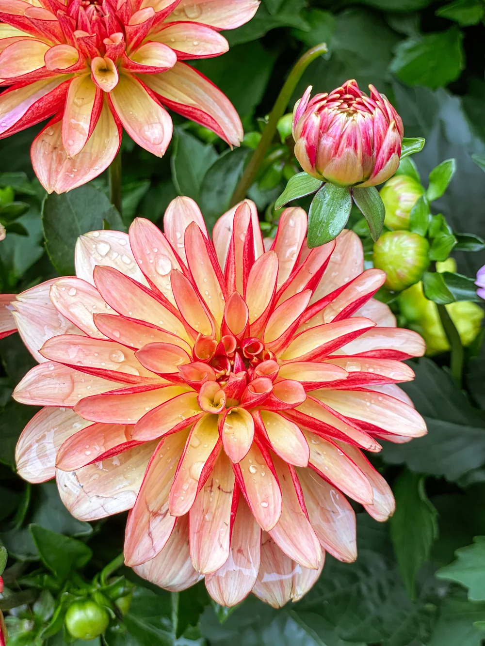 The Nursery — Plant Depot