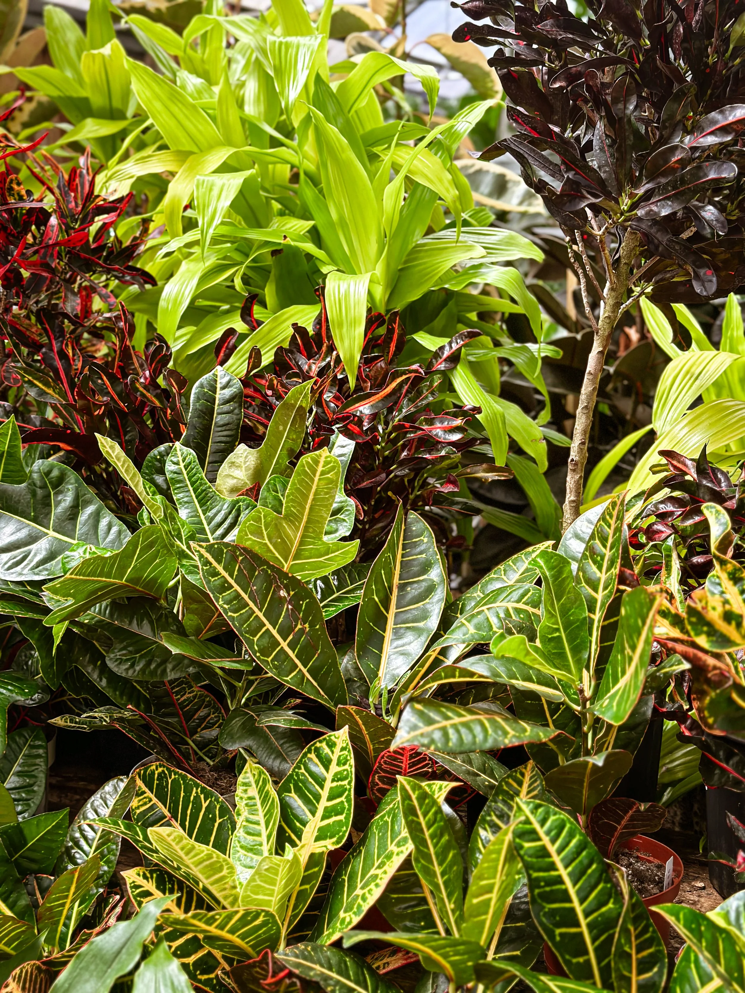The Nursery — Plant Depot