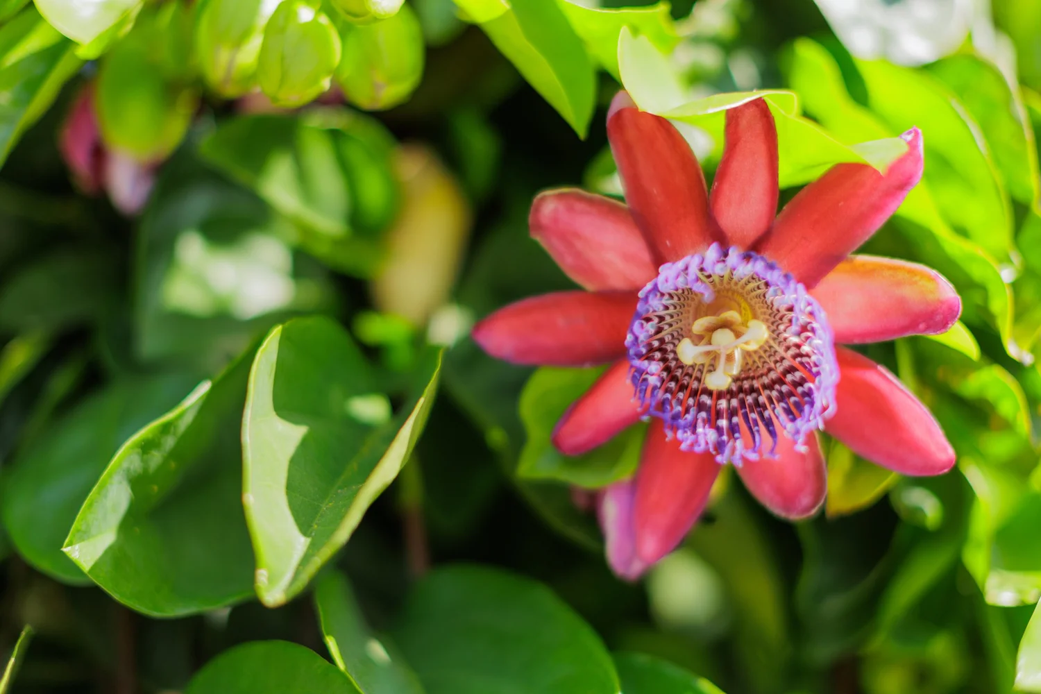 The Nursery — Plant Depot