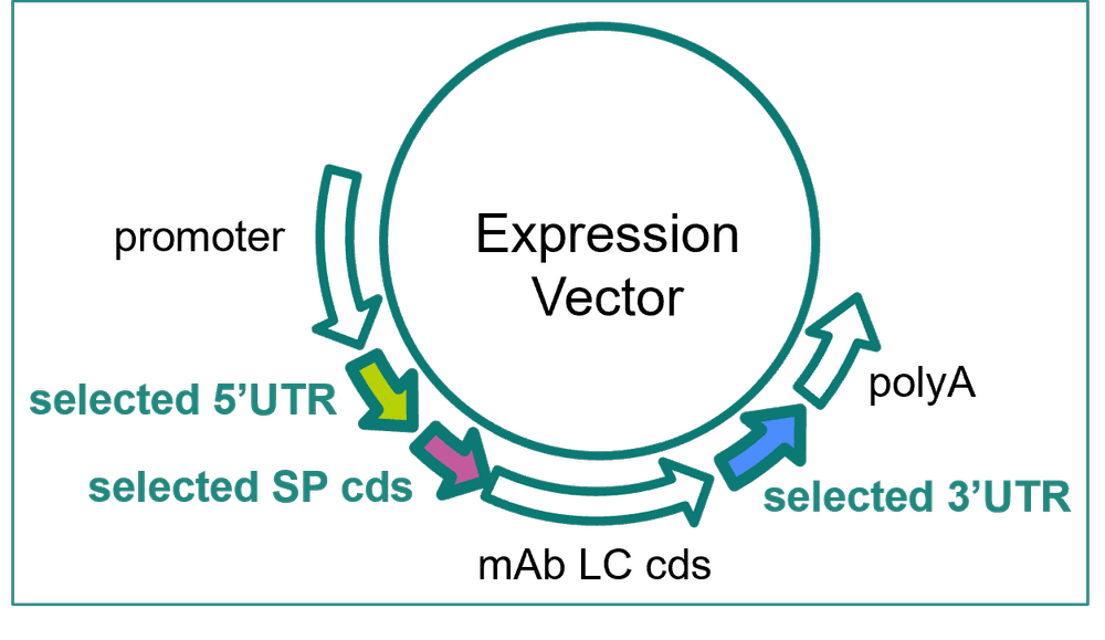 UTR® Innovative Vector — Uni Targeting Research