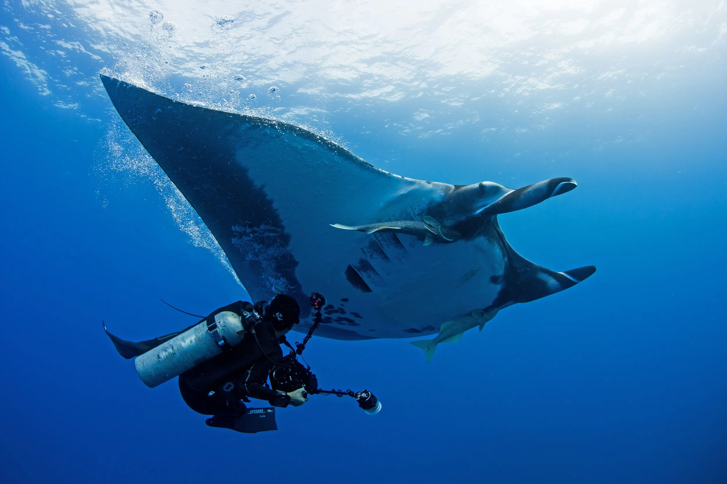 Gallery — Queen of Mantas