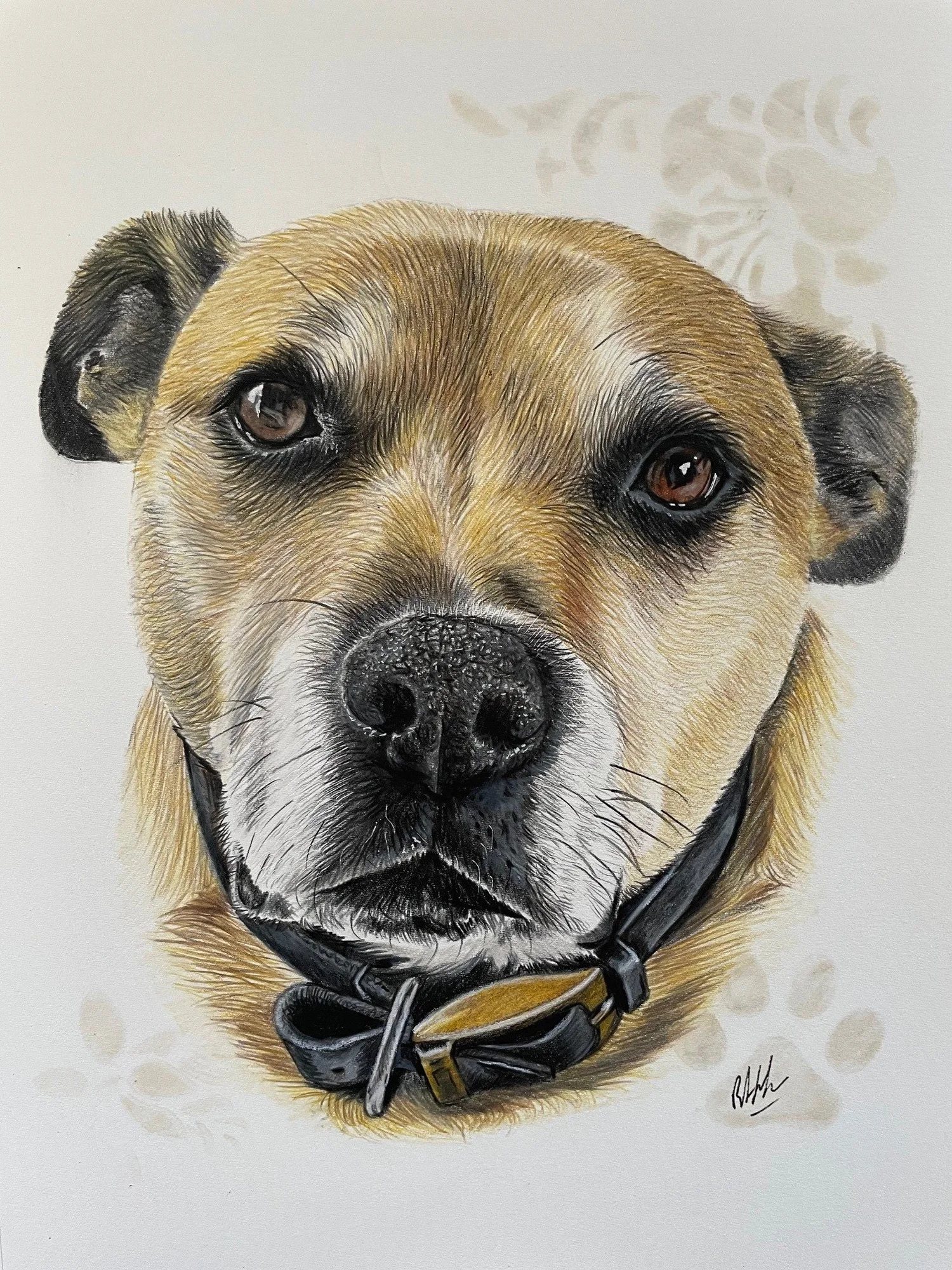 Gallery 1 — Pet Portraits By Robert Hunt