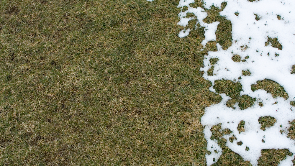 What Happens to Your Lawn During Winter? Understanding and Nurturing ...