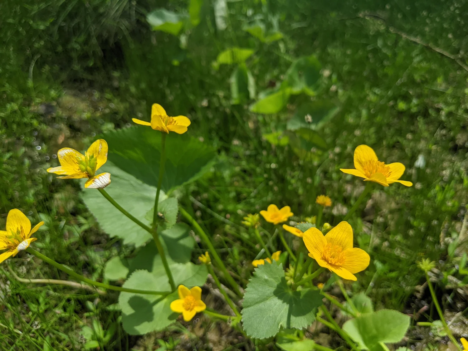Natural Shorelines — Barry Conservation District