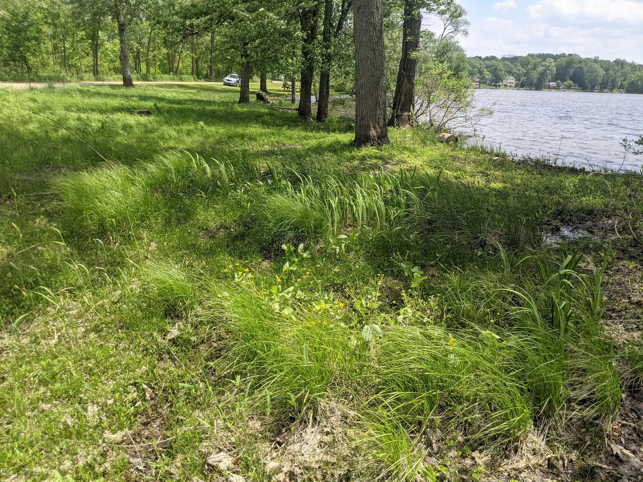 Natural Shorelines — Barry Conservation District