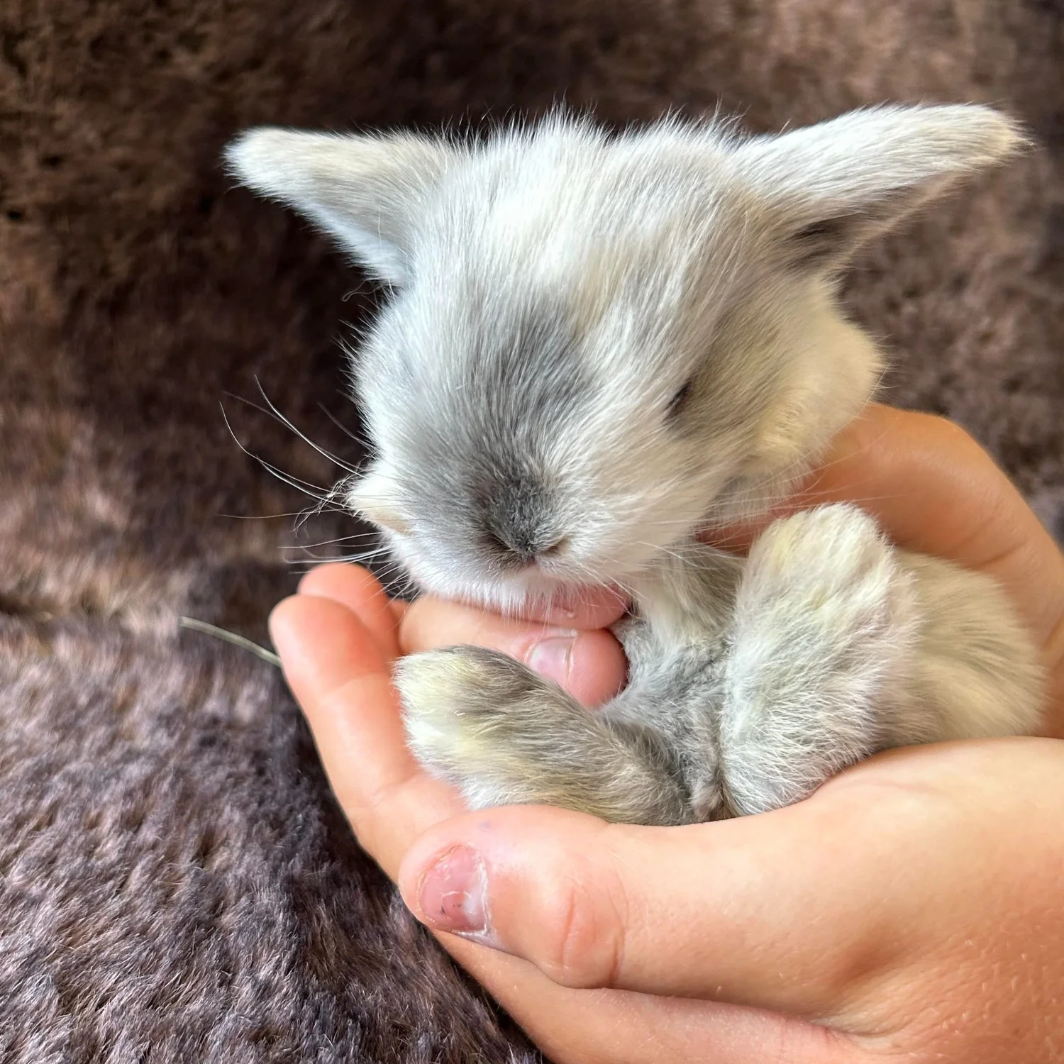 Why Choose Us Holland Lop Rabbit Breeders Oregon Wi Honey Bunny