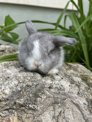Adopt Bunnies | Holland Lop Rabbit Breeders | Oregon, WI | Honey Bunny ...