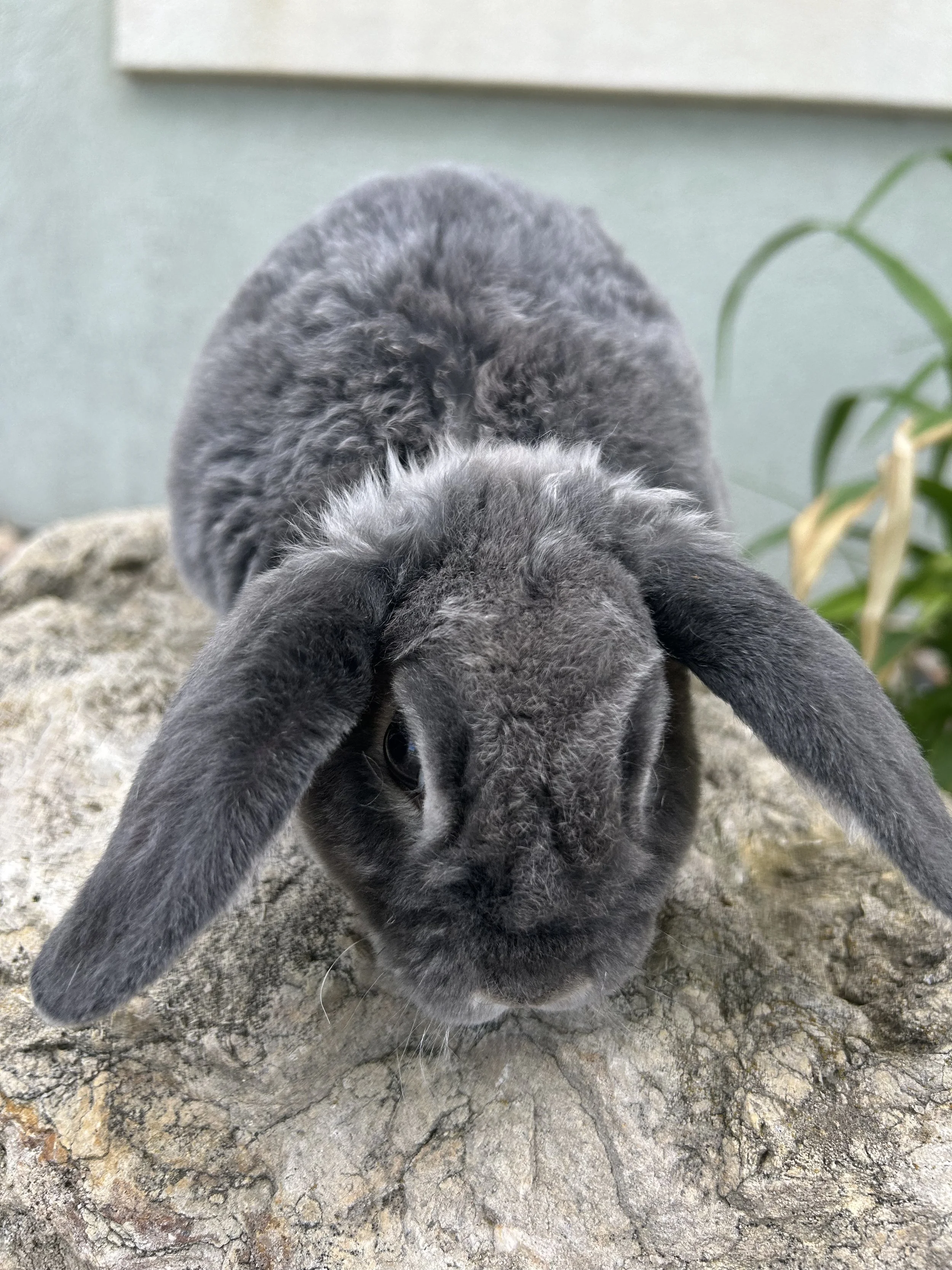 Mini Plush | Holland Lop Rabbit Breeders | Oregon, WI | Honey Bunny's ...