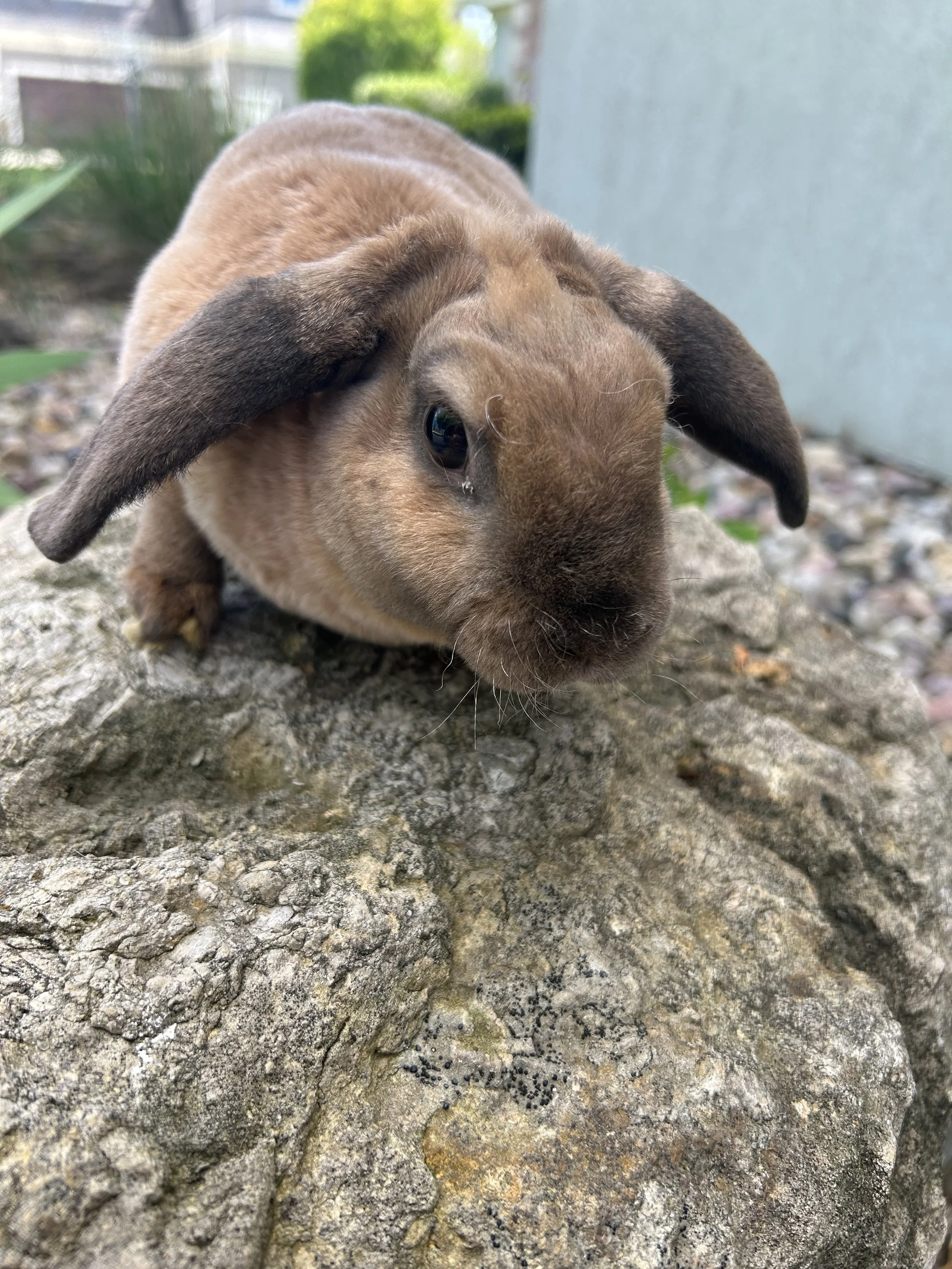 Mini Plush | Holland Lop Rabbit Breeders | Oregon, WI | Honey Bunny's ...