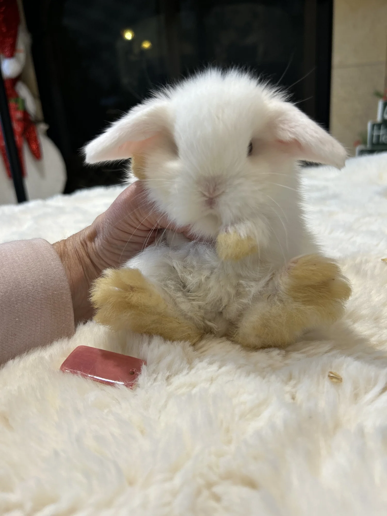 Adopt Bunnies | Holland Lop Rabbit Breeders | Oregon, WI | Honey Bunny ...