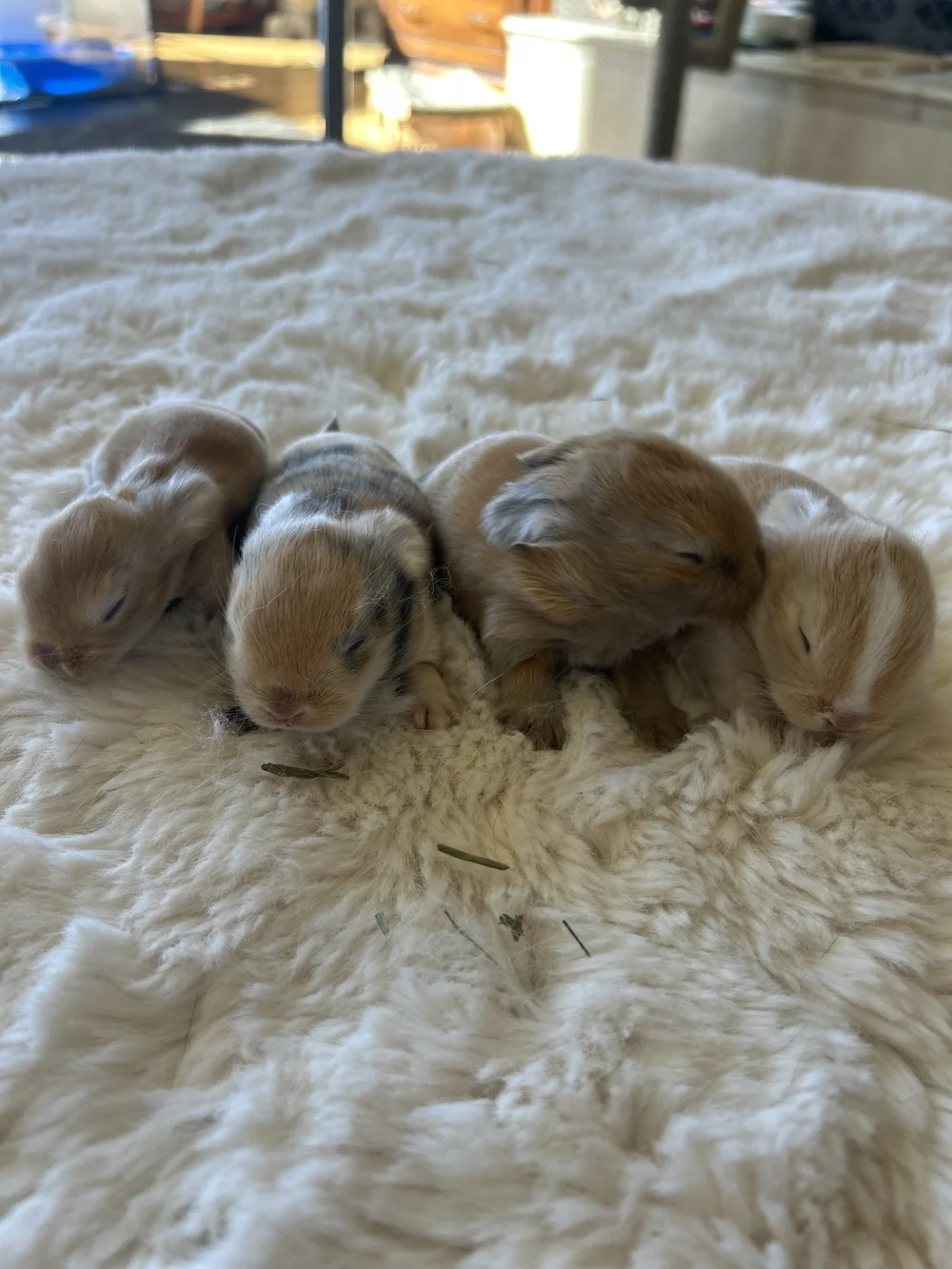 Visit Nursery | Holland Lop Rabbit Breeders | Oregon, WI | Honey Bunny ...