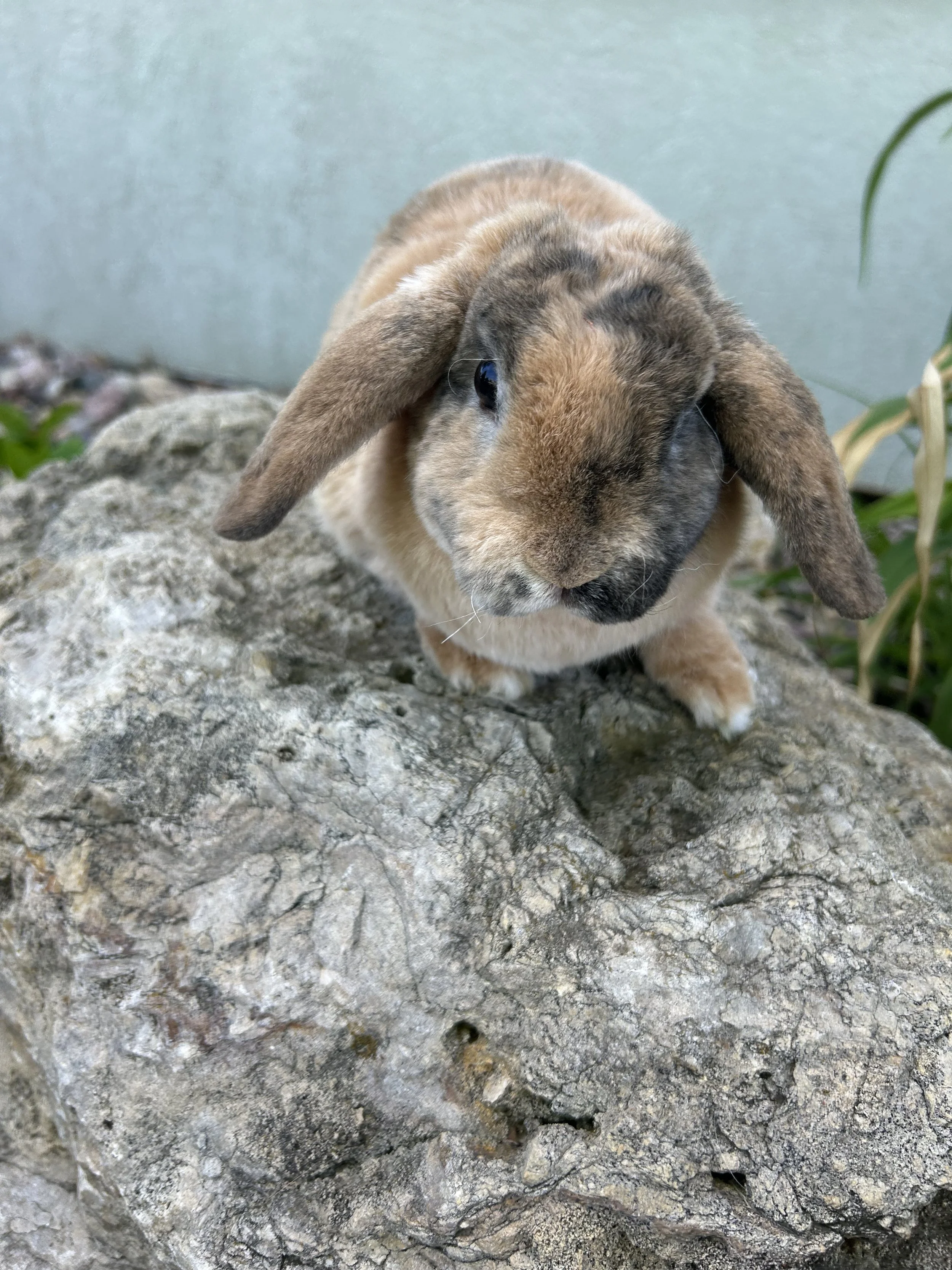 Mini Plush | Holland Lop Rabbit Breeders | Oregon, WI | Honey Bunny's ...