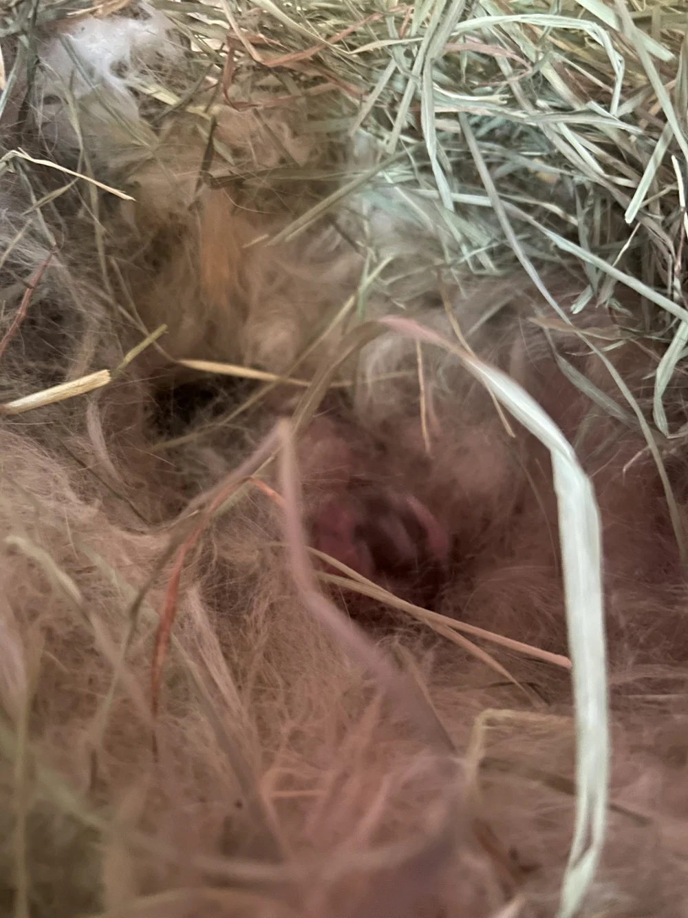 Visit Nursery | Holland Lop Rabbit Breeders | Oregon, WI | Honey Bunny ...