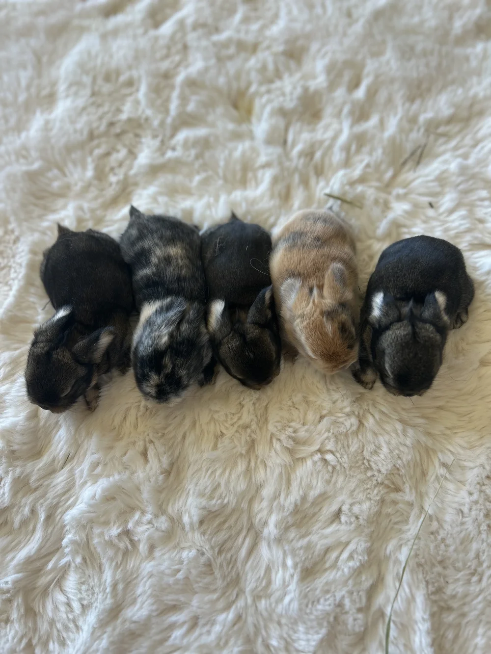 Visit Nursery | Holland Lop Rabbit Breeders | Oregon, WI | Honey Bunny ...