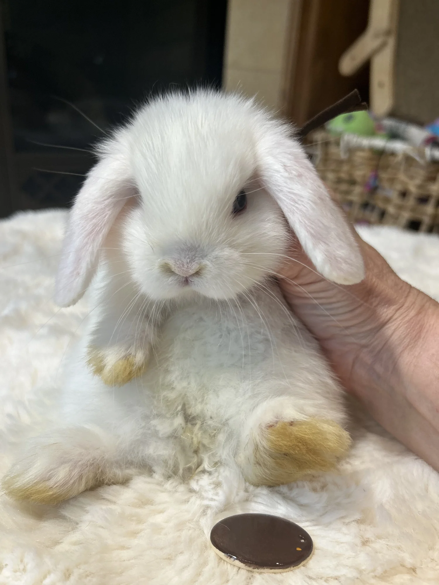 Adopt Bunnies | Holland Lop Rabbit Breeders | Oregon, WI | Honey Bunny ...