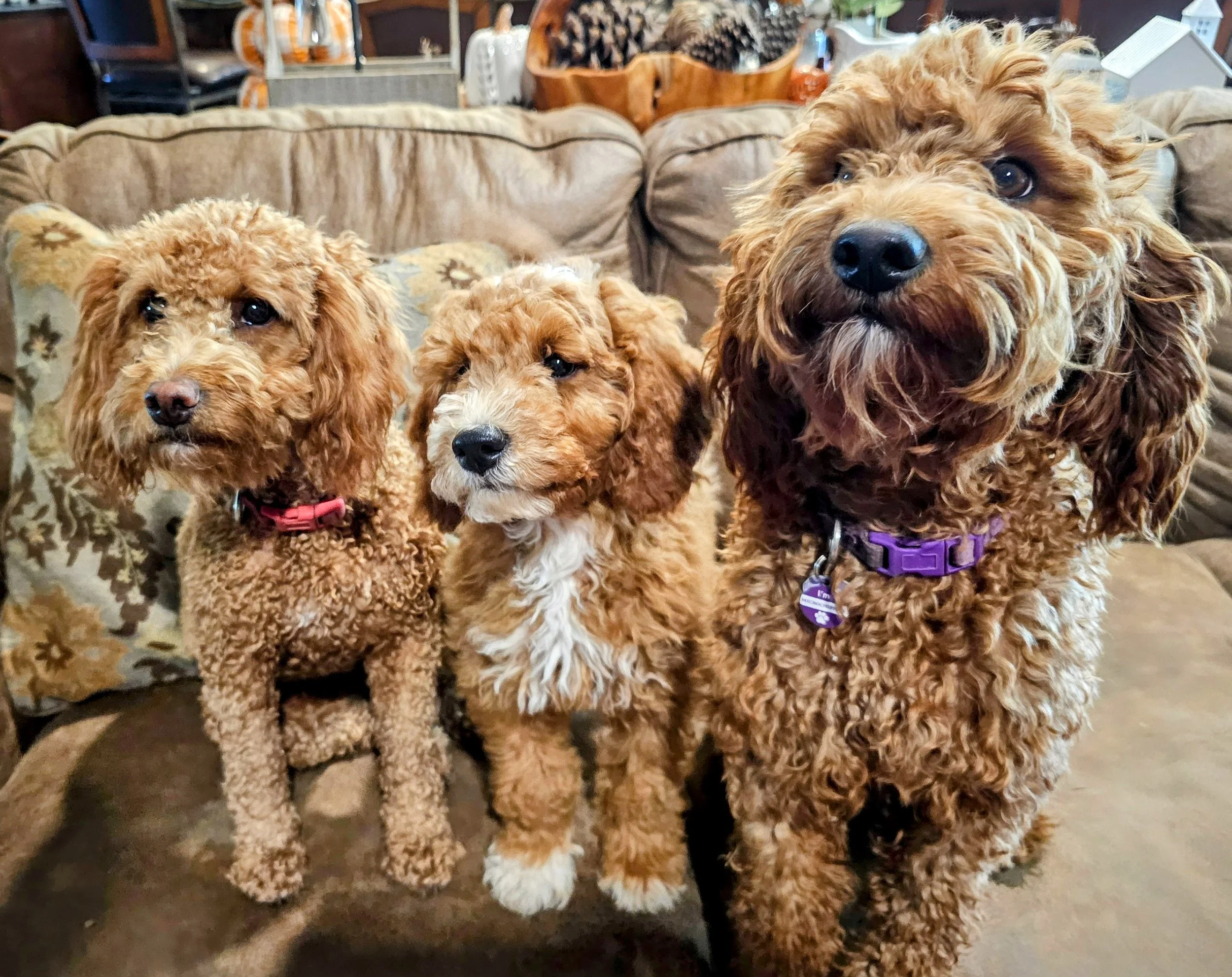 Ruby the Petite Goldendoodle — Grace Springs Goldendoodles