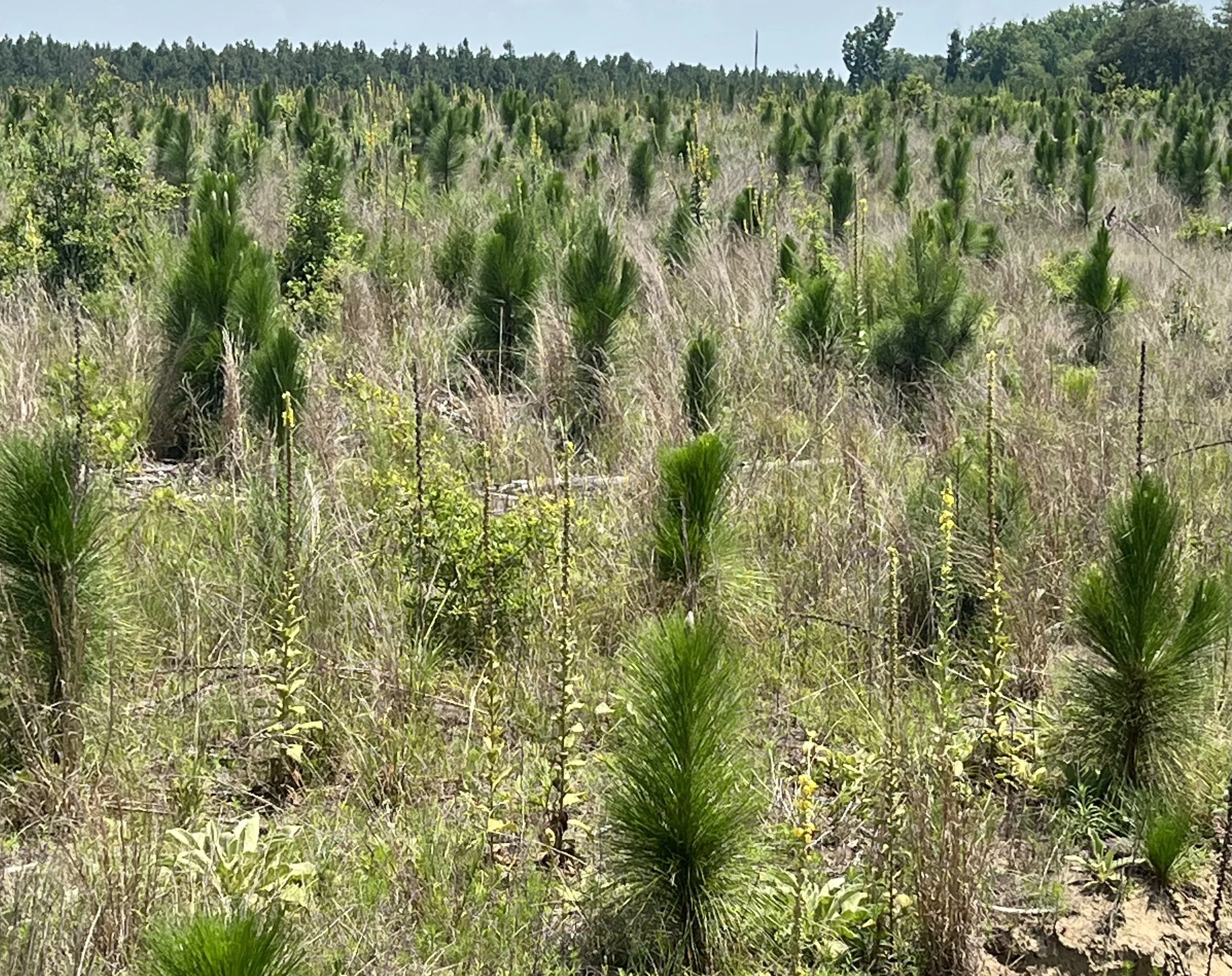 Forest Incentive Programs Strong Forestry