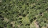 Timber Appraisals — Strong Forestry