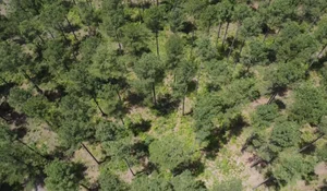 Timber Appraisals — Strong Forestry