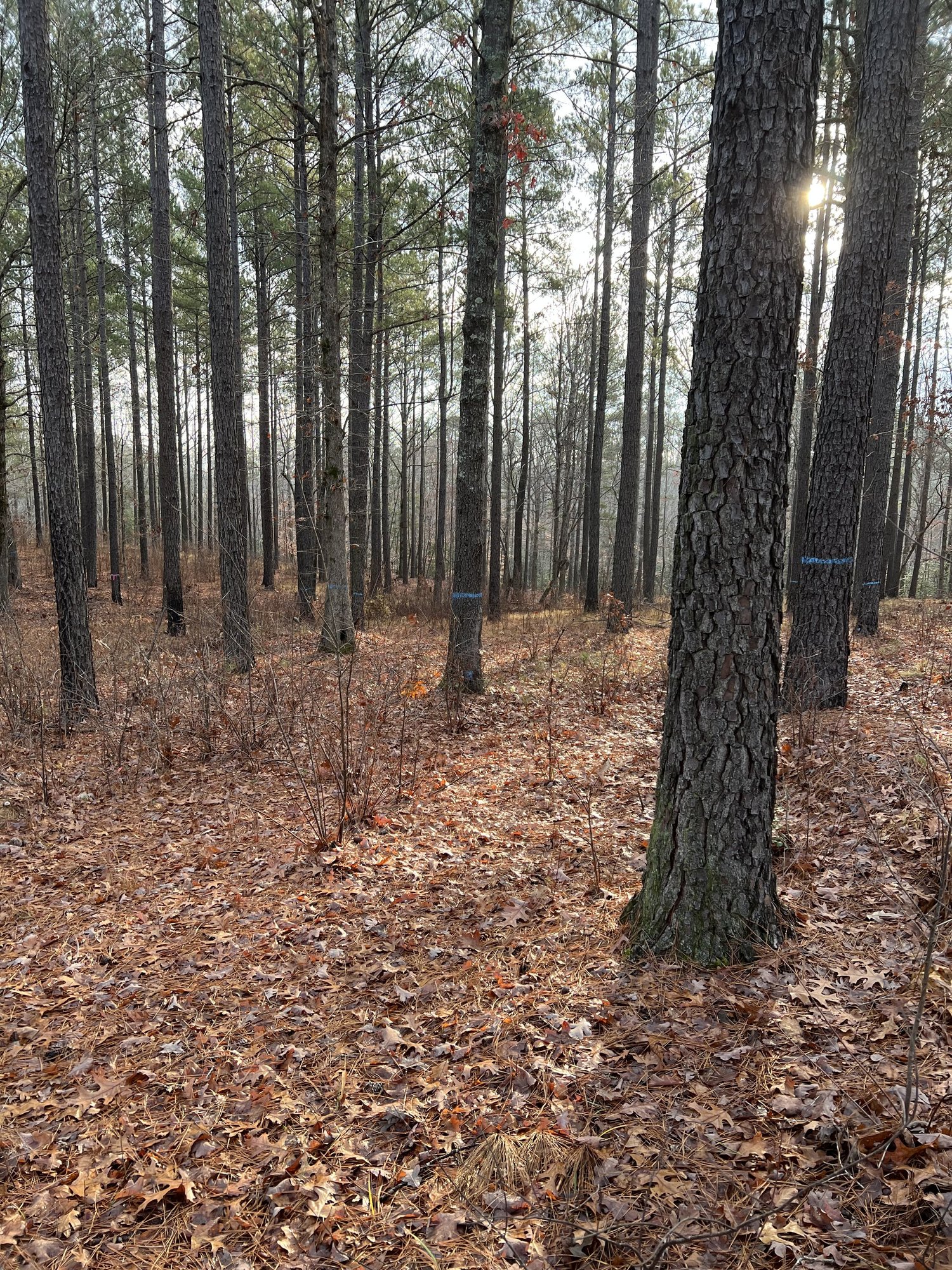 Strong Forestry, PLLC ｜ Professional Forest Management Services