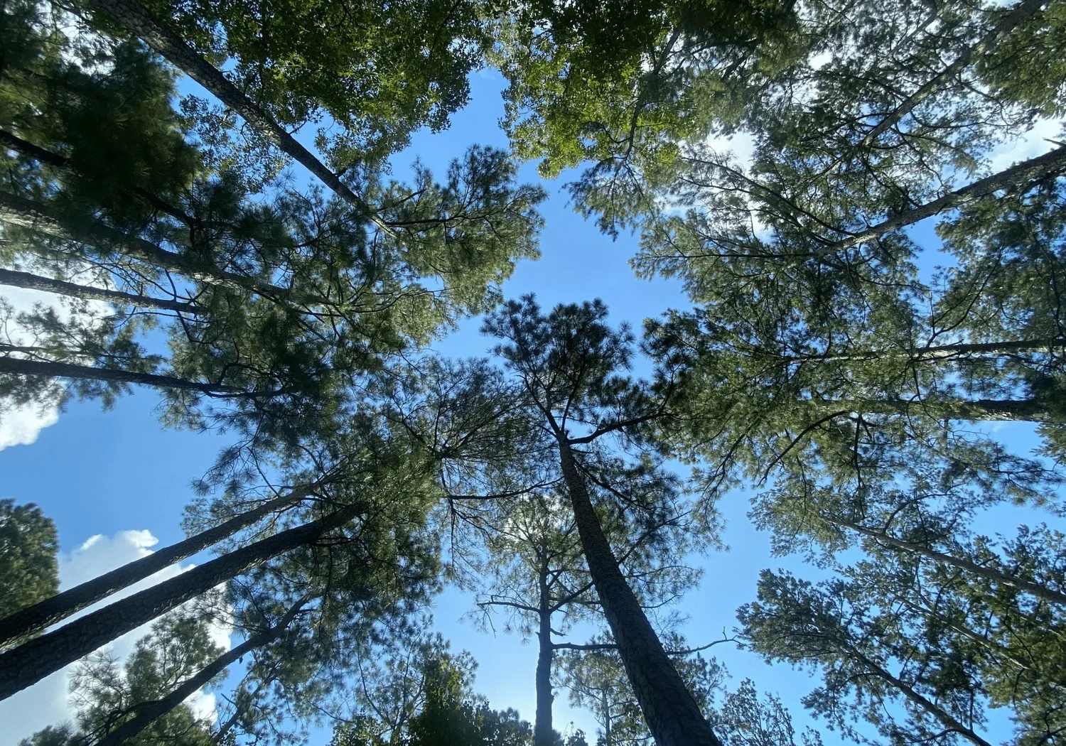 Forest Management Plans — Strong Forestry