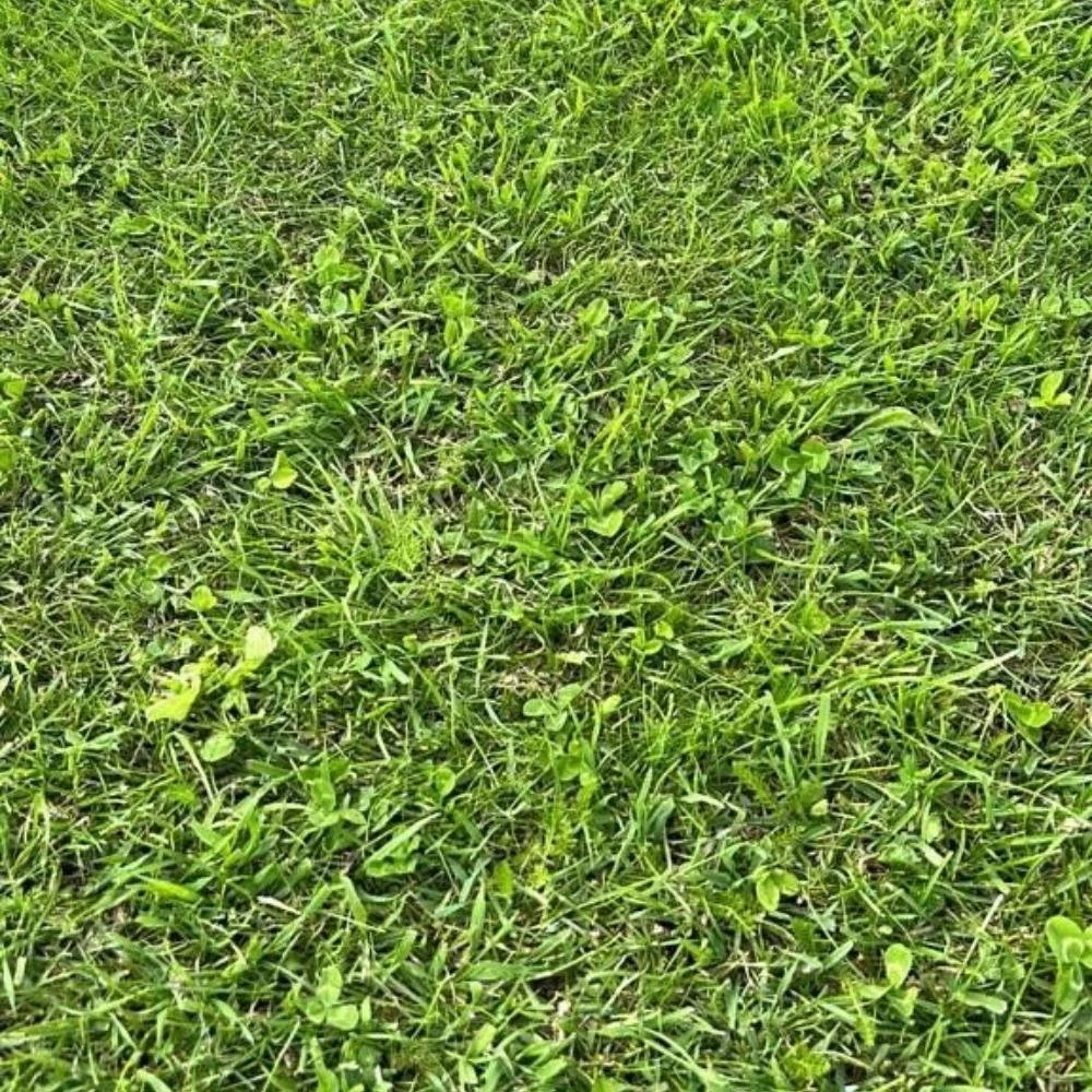 Homeowner Turf | Transform Your Lawn — All Turf