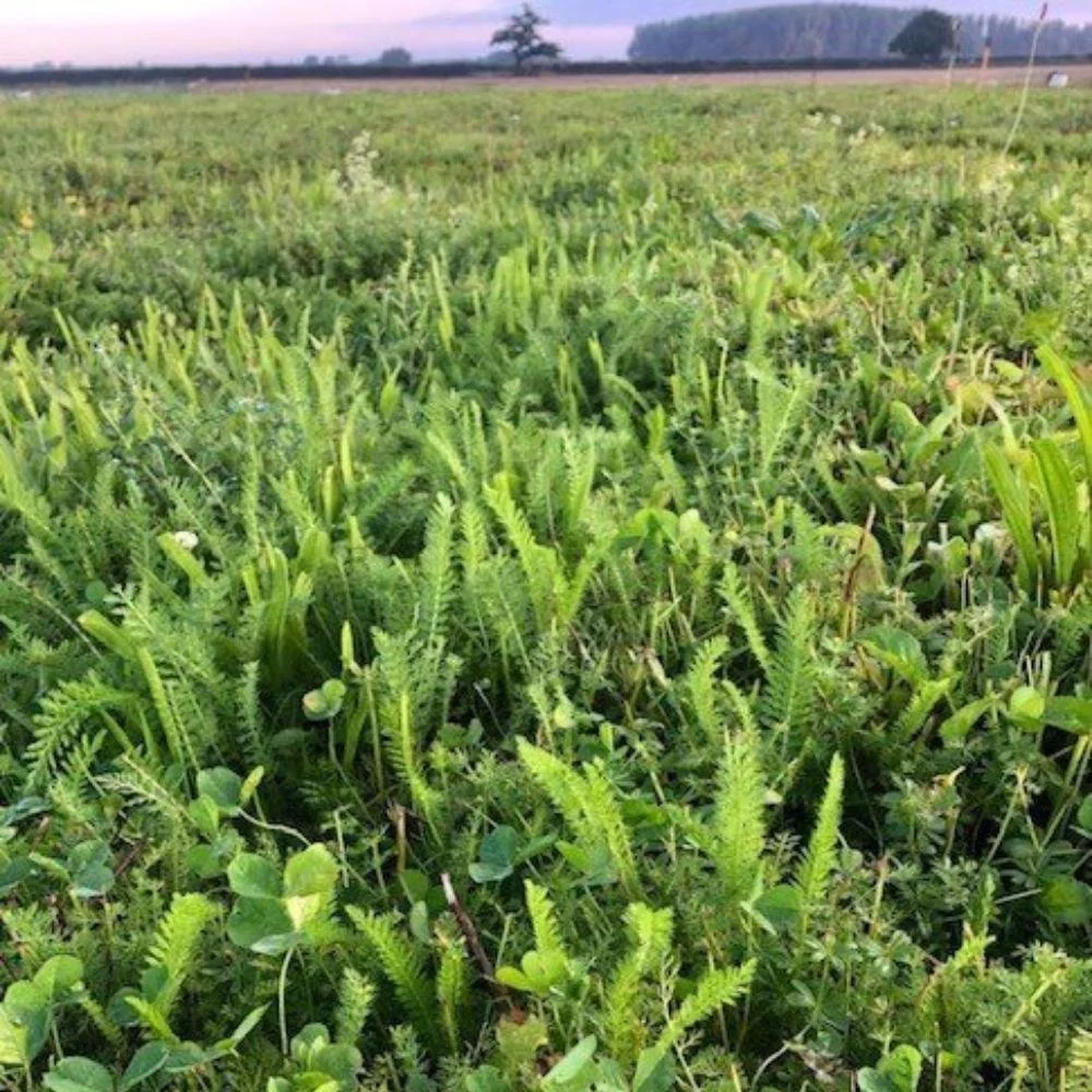 Species Rich Turf — All Turf