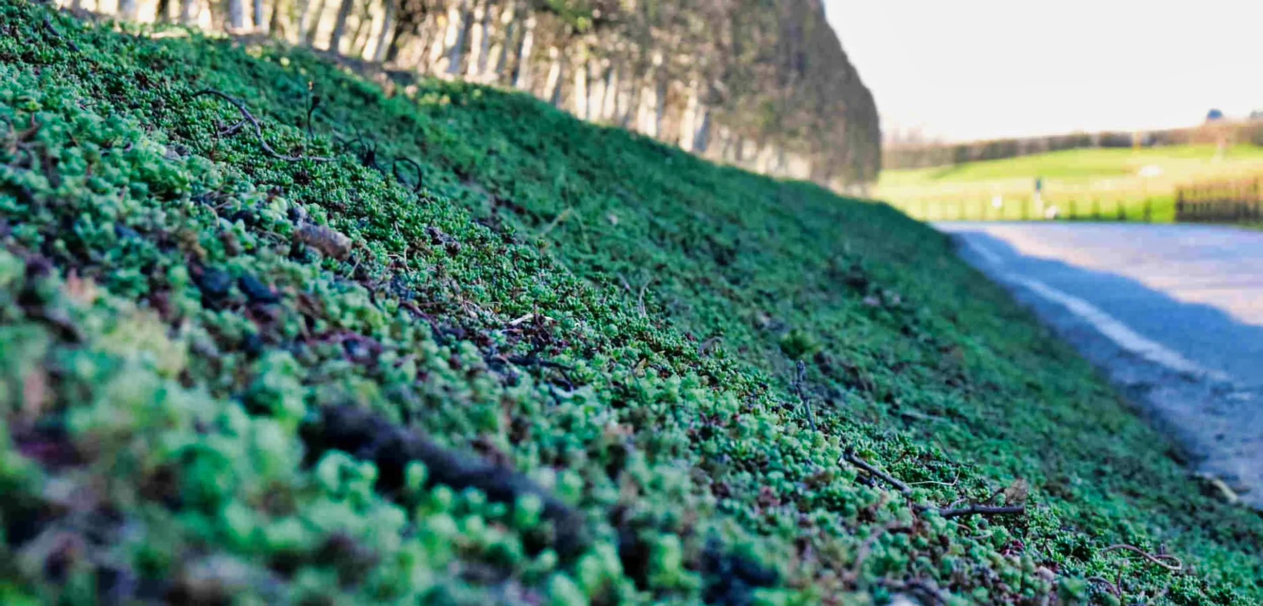 Golf Course Turf | Enhance Your Greens — All Turf