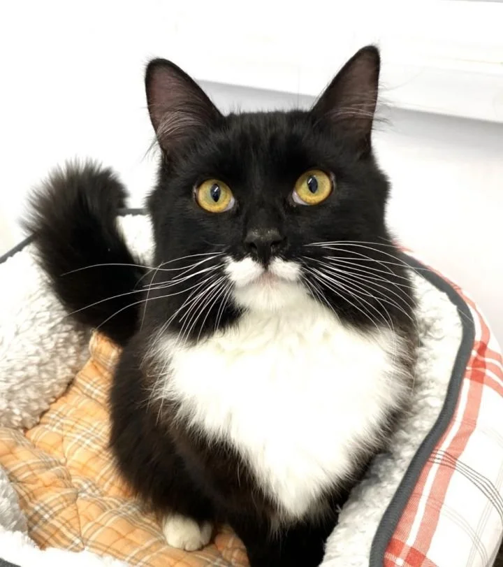 Adoptable Cats — Portage Animal Welfare Society
