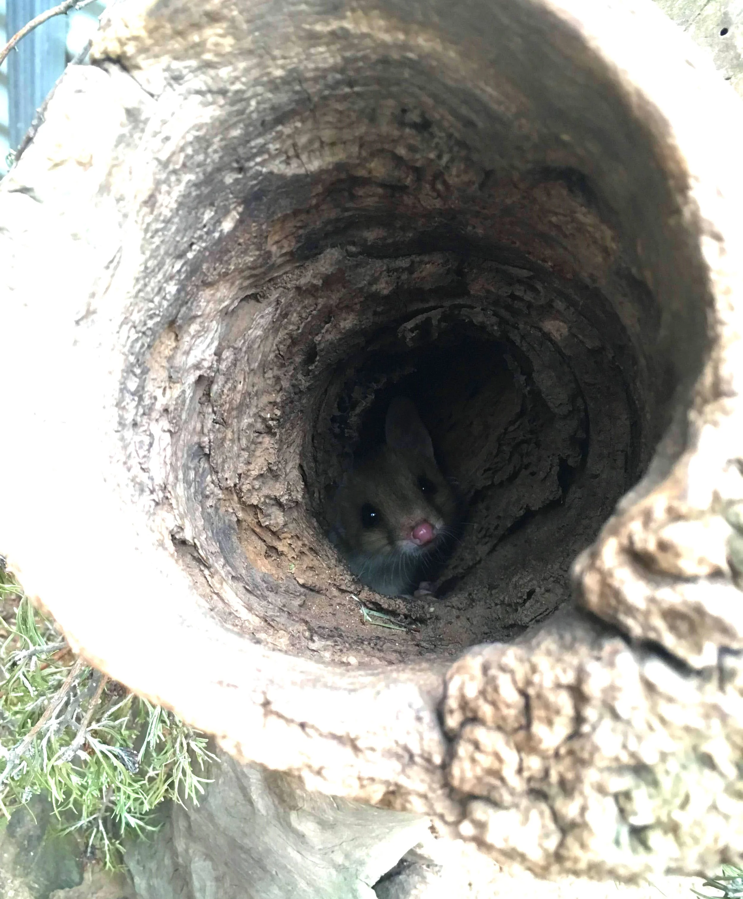 Coexistence Conservation — Coexistence Conservation Lab